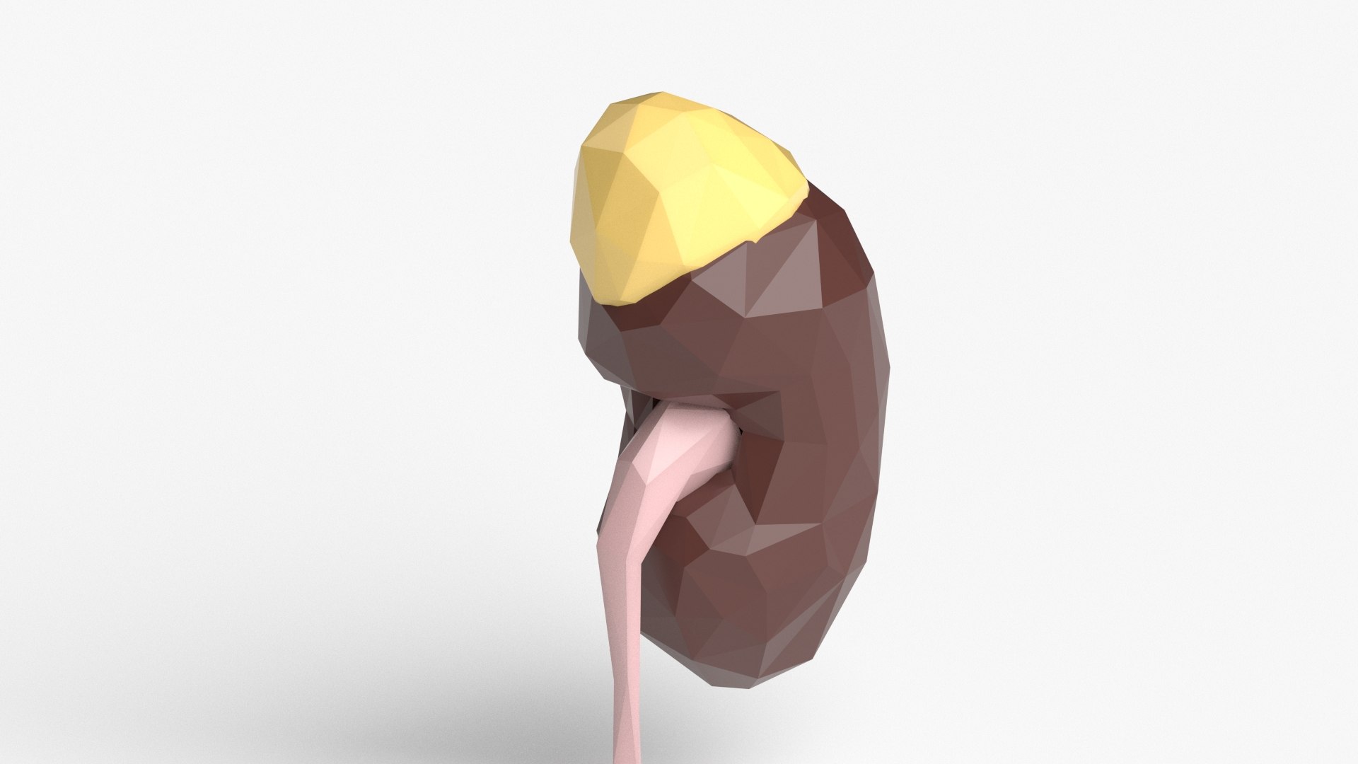 3D Model Low Poly Anatomy Collection - TurboSquid 1885612