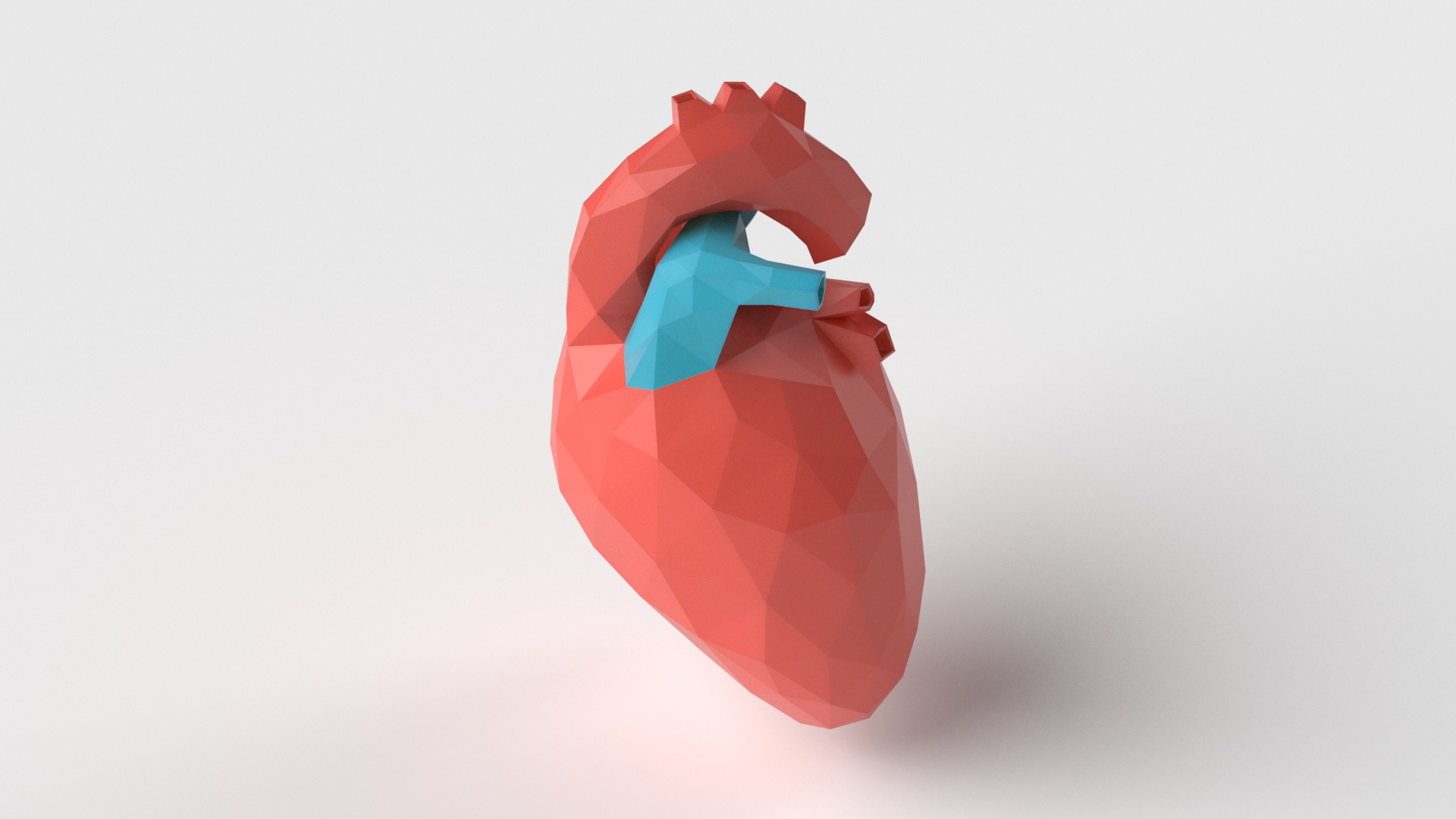 3D Model Low Poly Anatomy Collection - TurboSquid 1885612