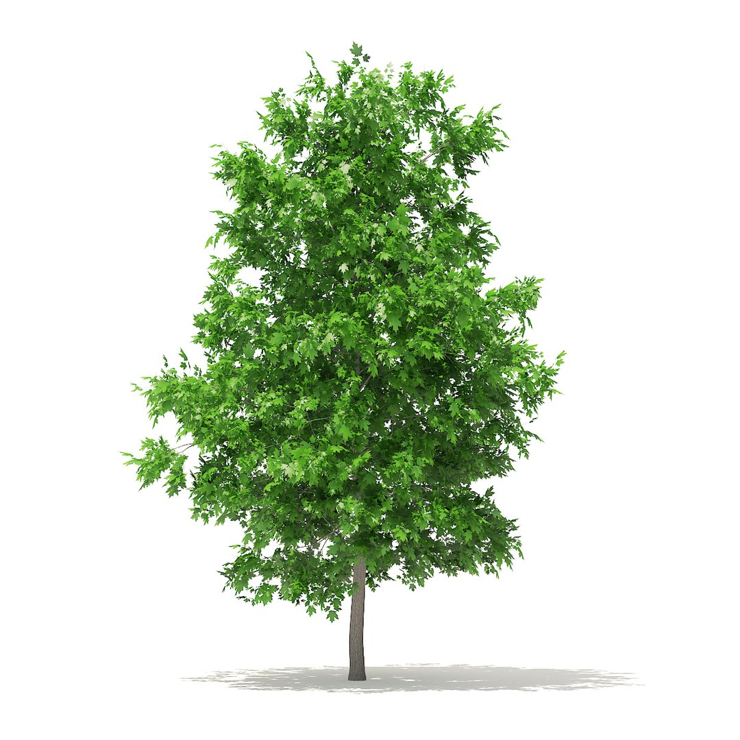 Sugar Maple 4 2m 3D Model - TurboSquid 1280550
