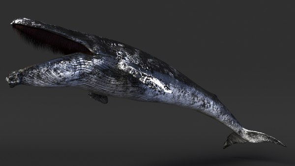 modelo 3d Ballena Barba Balaenoptera Musculus Piel Vieja - TurboSquid 2062556