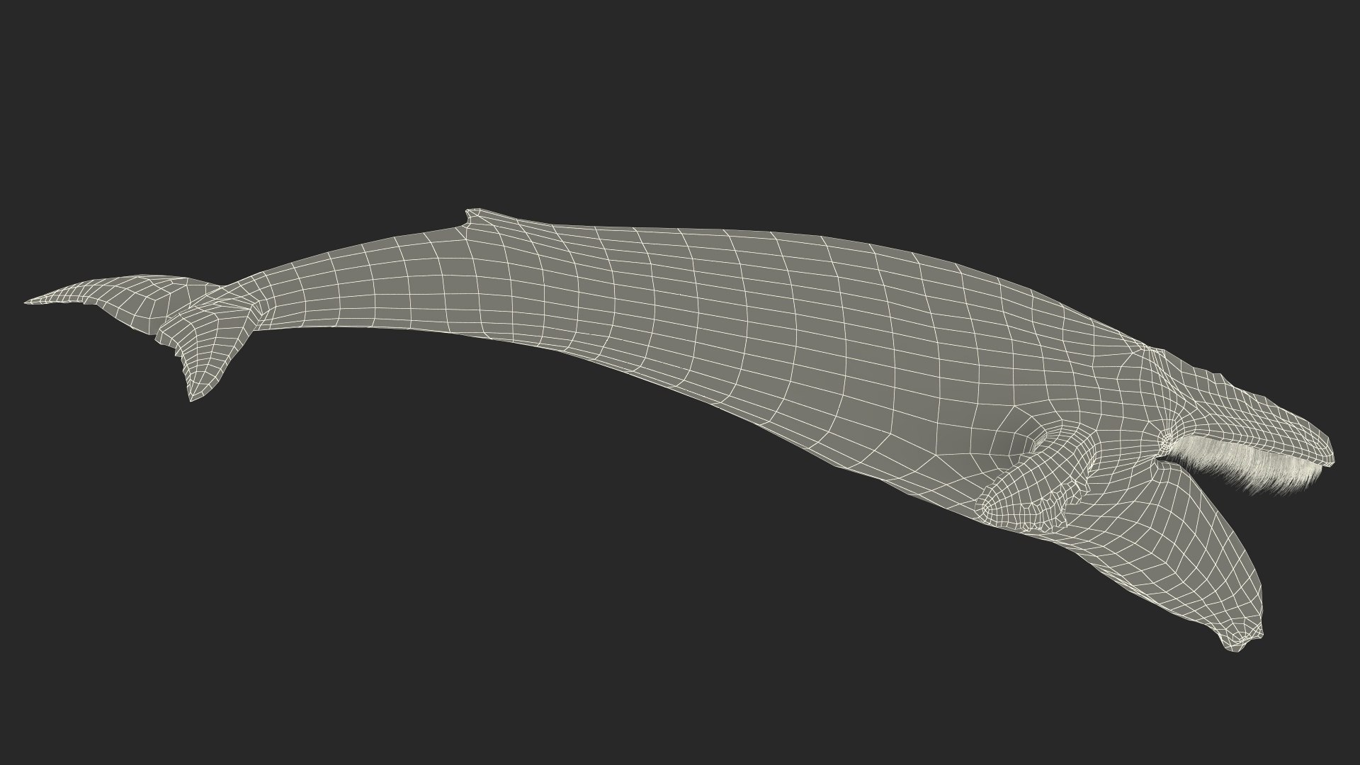 Baleen Whale Balaenoptera Musculus Old Fur Model - TurboSquid 2062556