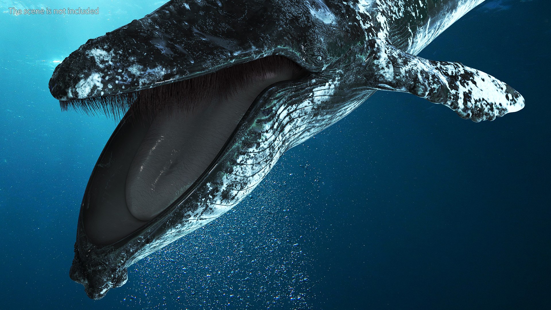 Baleen Whale Balaenoptera Musculus Old Fur Model - TurboSquid 2062556