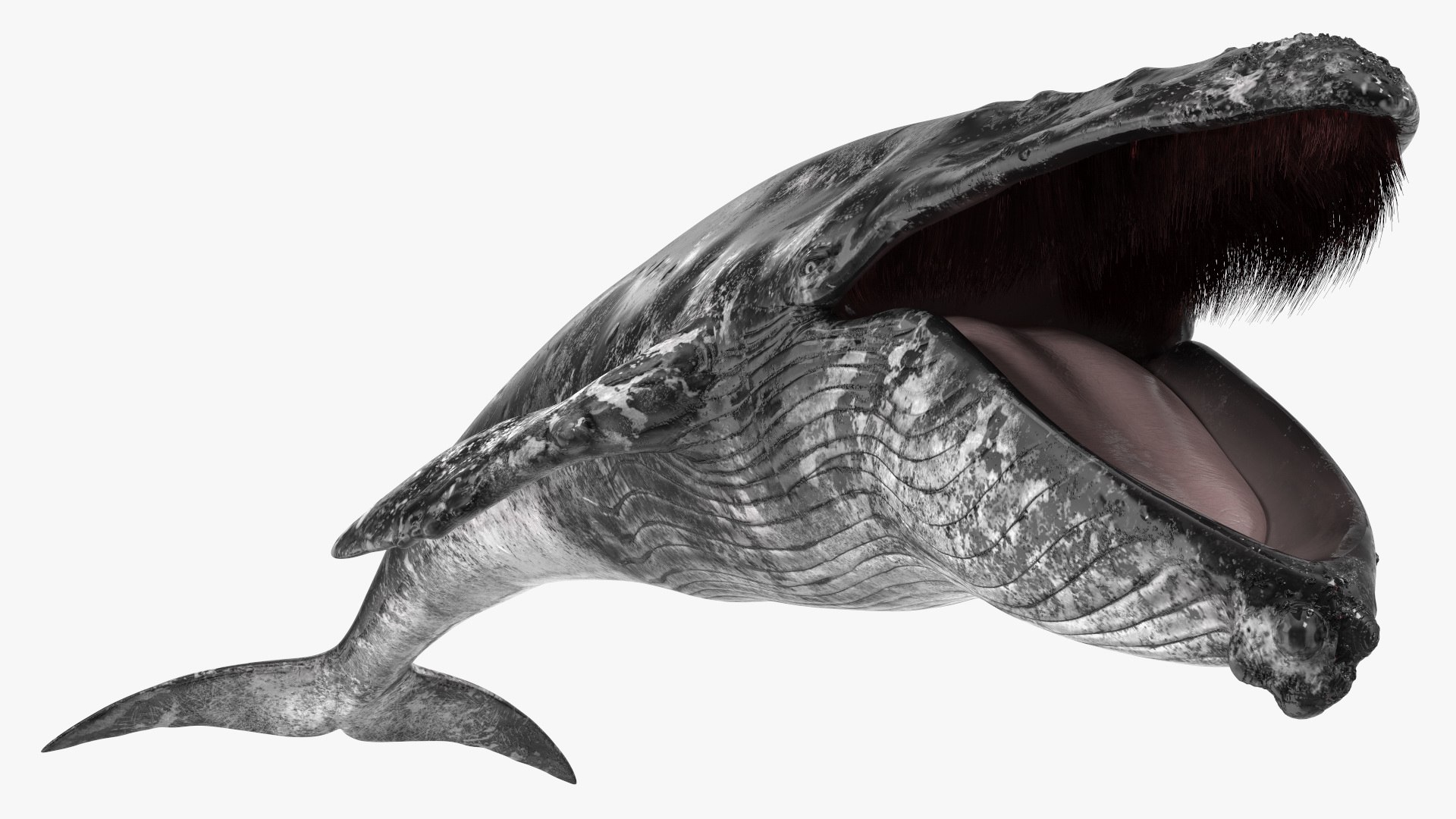 Baleen Whale Balaenoptera Musculus Old Fur Model - TurboSquid 2062556