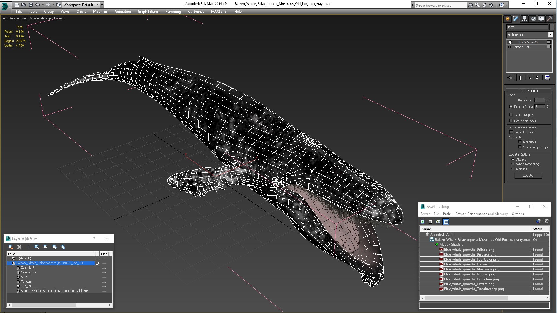 Baleen Whale Balaenoptera Musculus Old Fur Model - TurboSquid 2062556