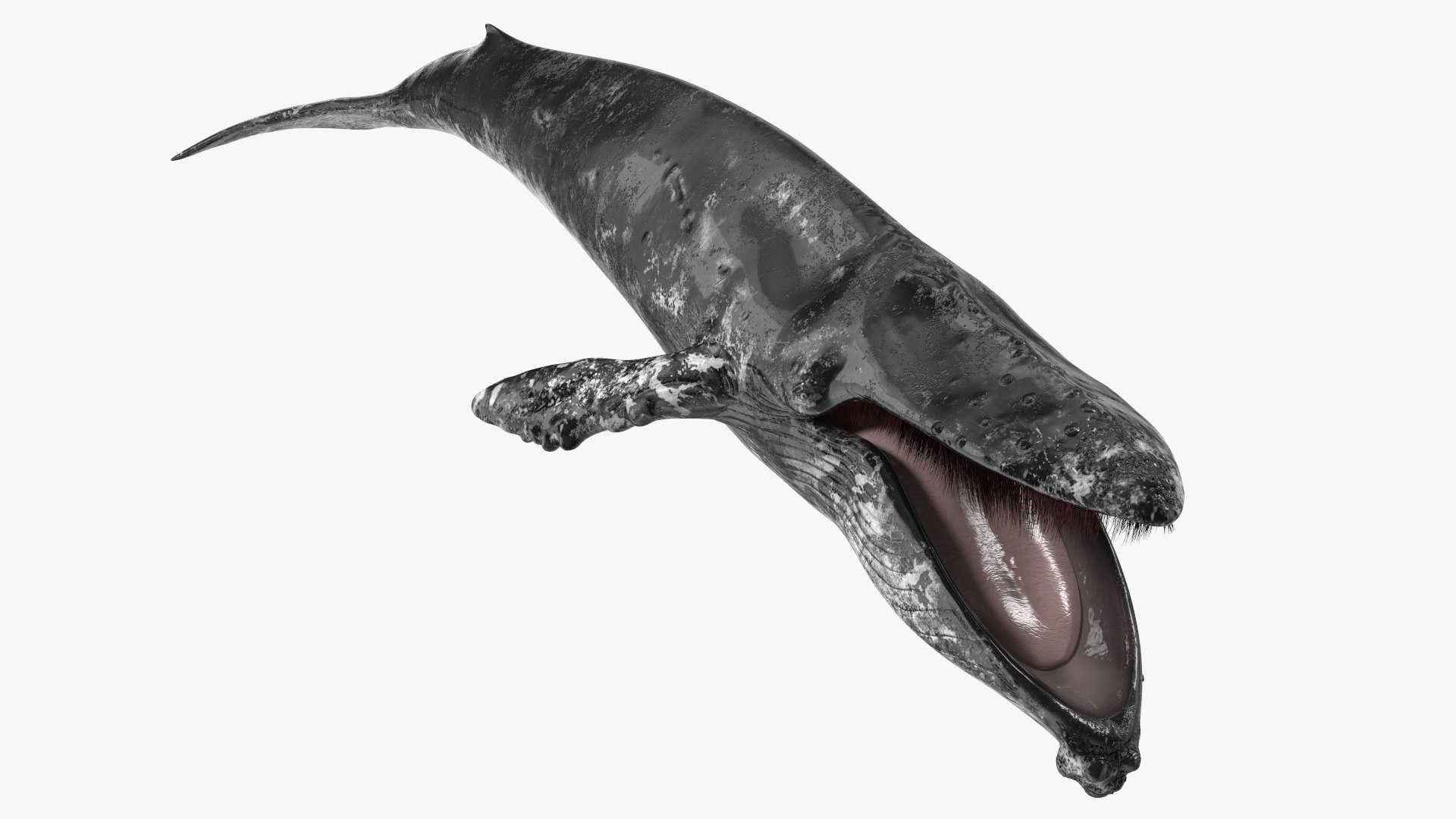 Baleen Whale Balaenoptera Musculus Old Fur model - TurboSquid 2062556