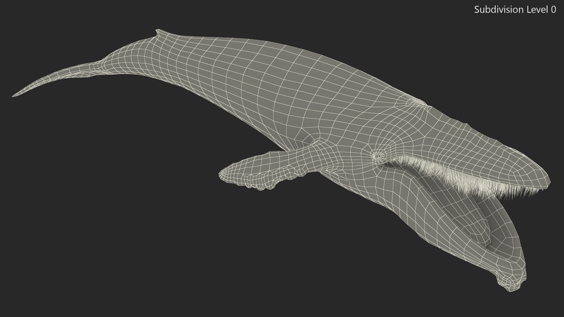 Baleen Whale Balaenoptera Musculus Old Fur Model - TurboSquid 2062556