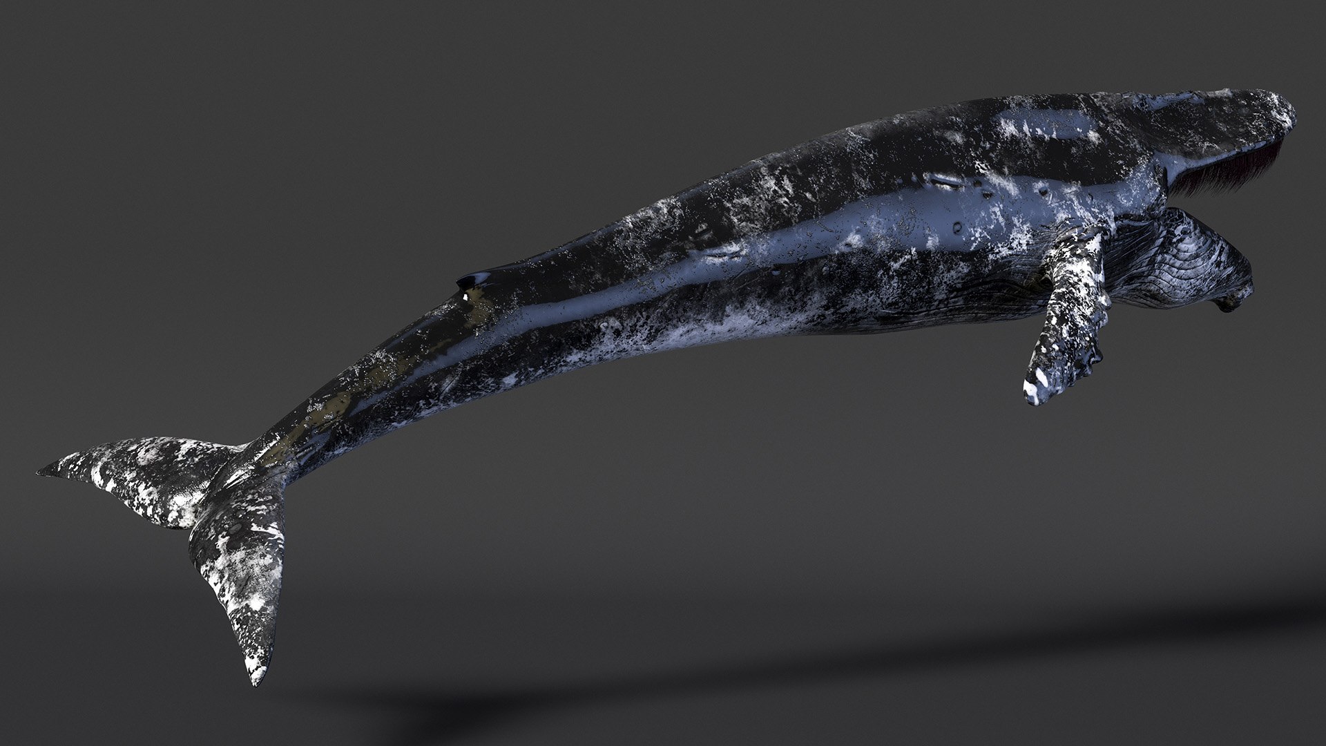 Baleen Whale Balaenoptera Musculus Old Fur Model - TurboSquid 2062556