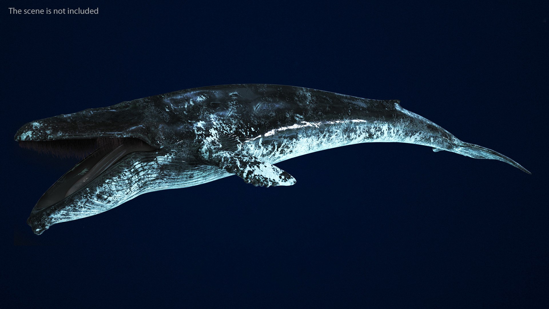 Baleen Whale Balaenoptera Musculus Old Fur Model - TurboSquid 2062556