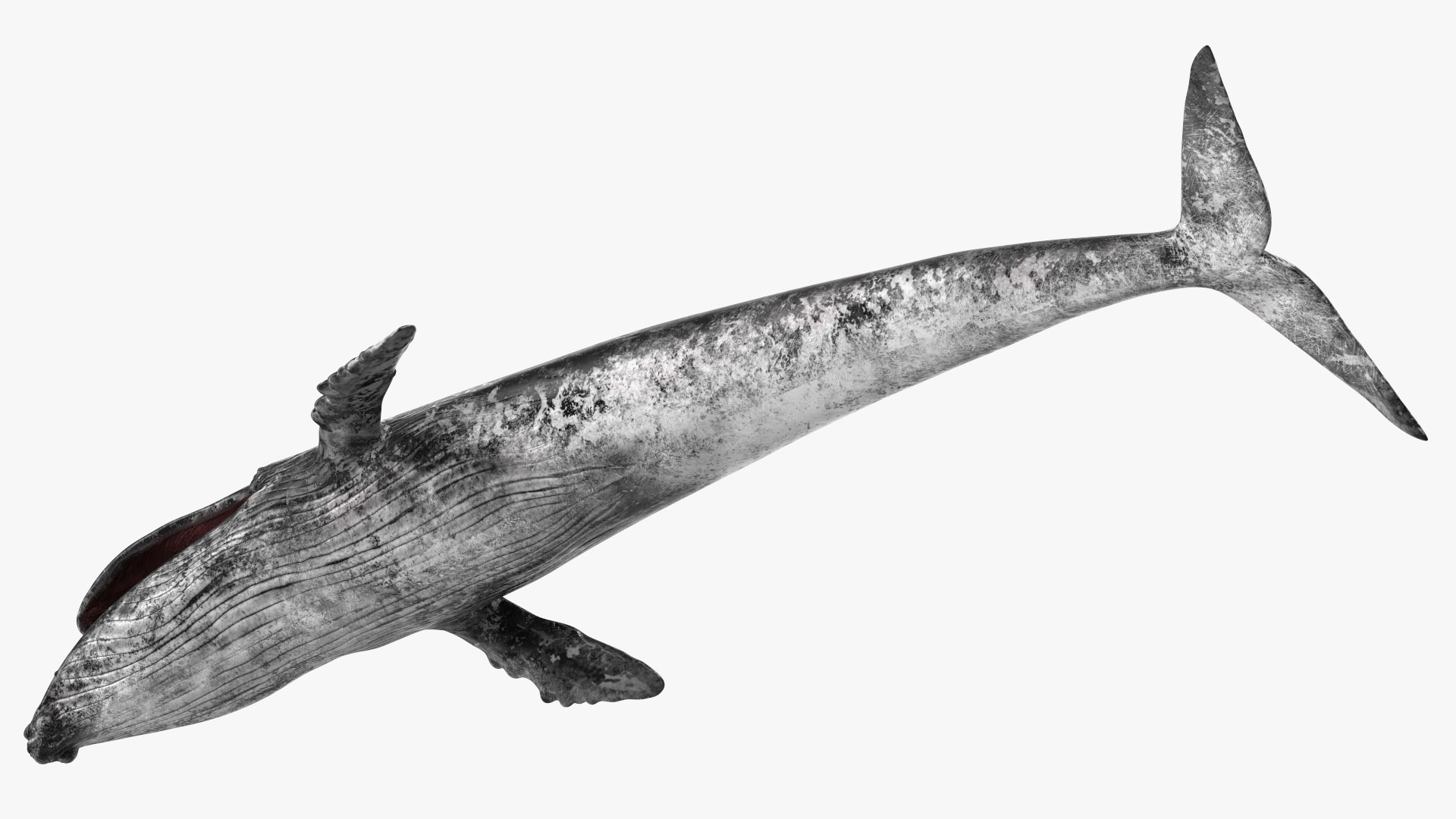 Baleen Whale Balaenoptera Musculus Old Fur Model - TurboSquid 2062556