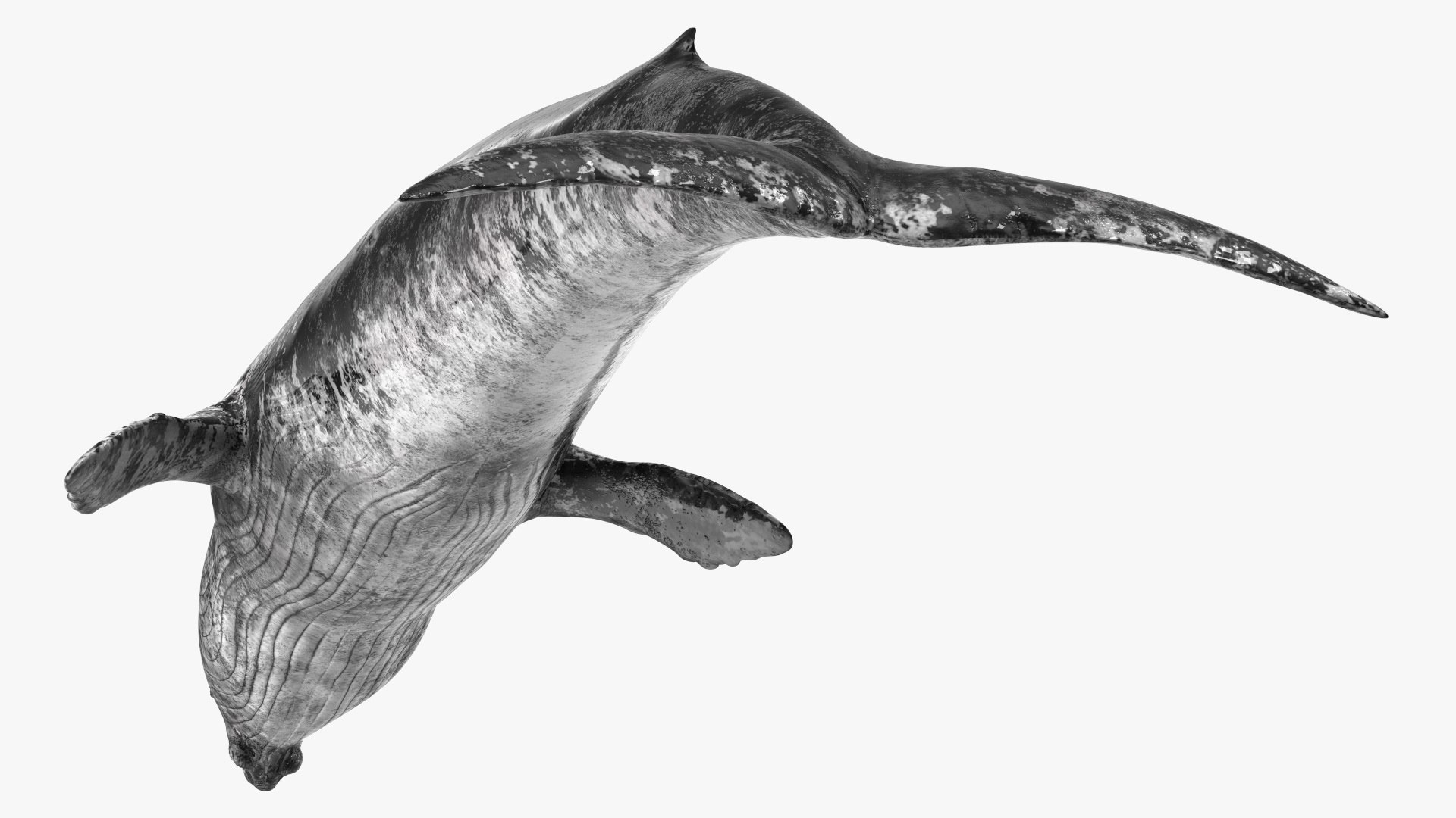 Baleen Whale Balaenoptera Musculus Old Fur Model - TurboSquid 2062556