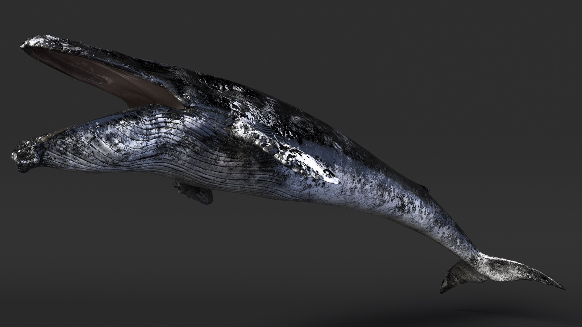 Baleen Whale Balaenoptera Musculus Old Fur model - TurboSquid 2062556