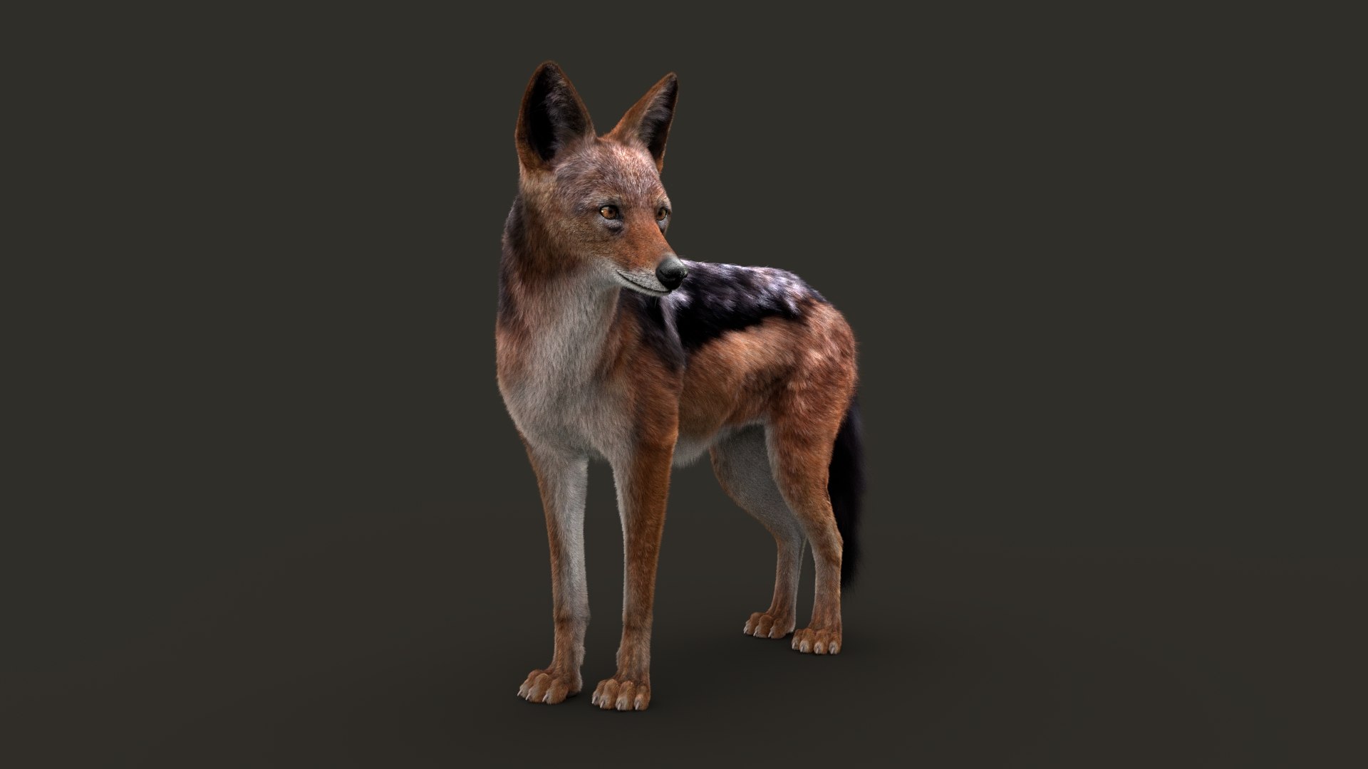 3D Model Black Backed Jackal FUR - TurboSquid 2030911