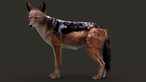3D model Black Backed Jackal FUR - TurboSquid 2030911
