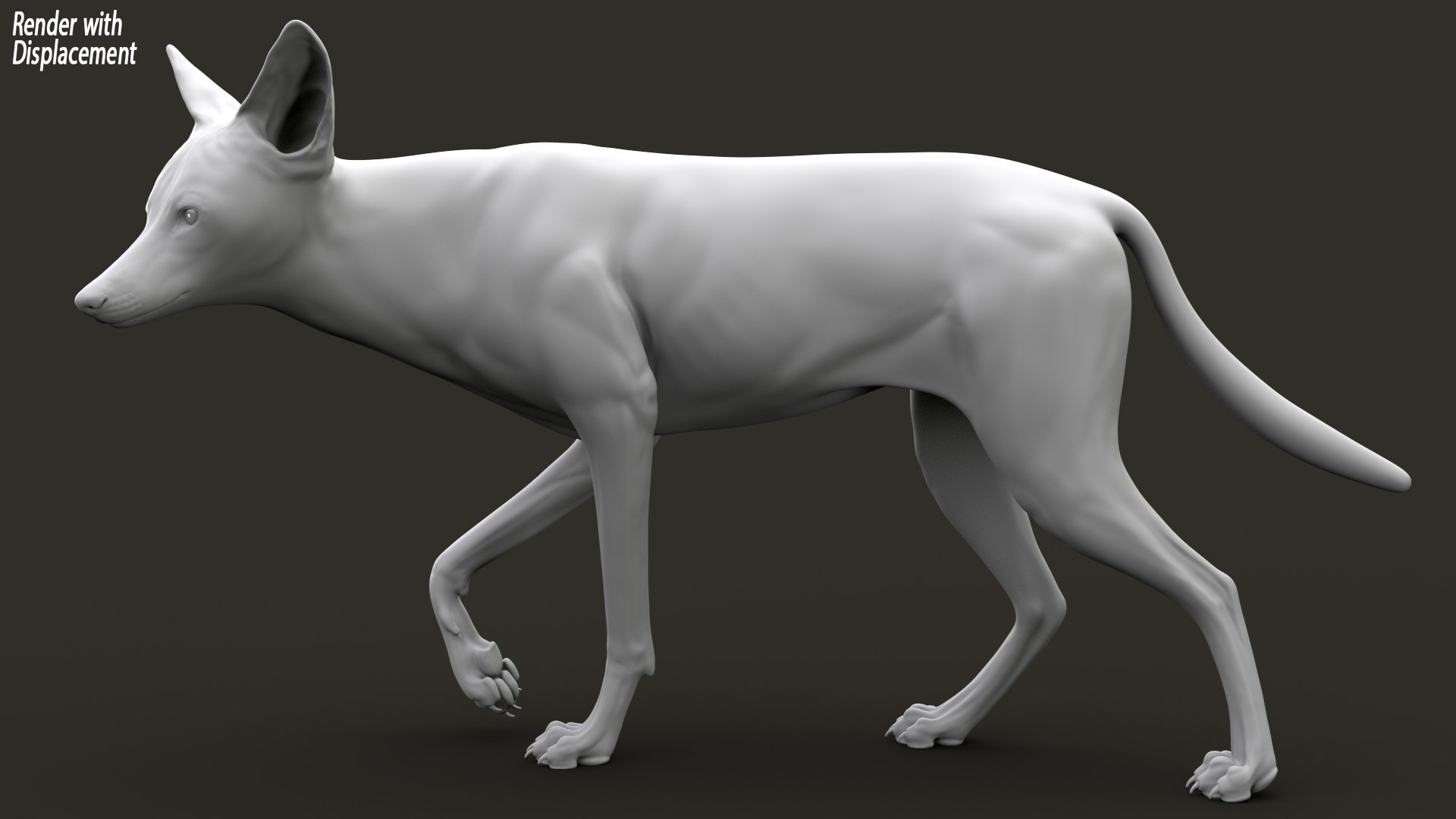 3D Model Black Backed Jackal FUR - TurboSquid 2030911