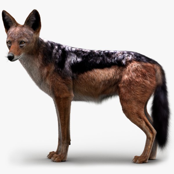 modelo 3d Black Backed Jackal FUR - TurboSquid 2030911