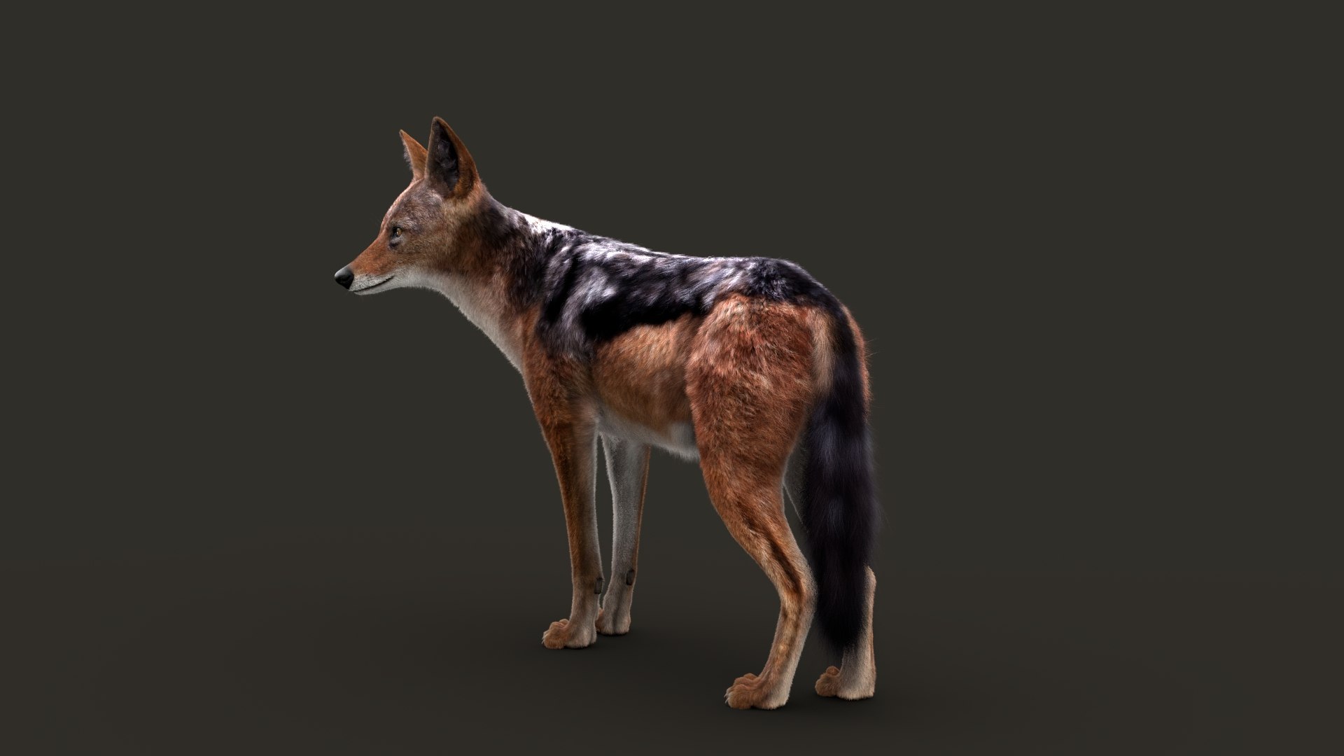 3D Model Black Backed Jackal FUR - TurboSquid 2030911