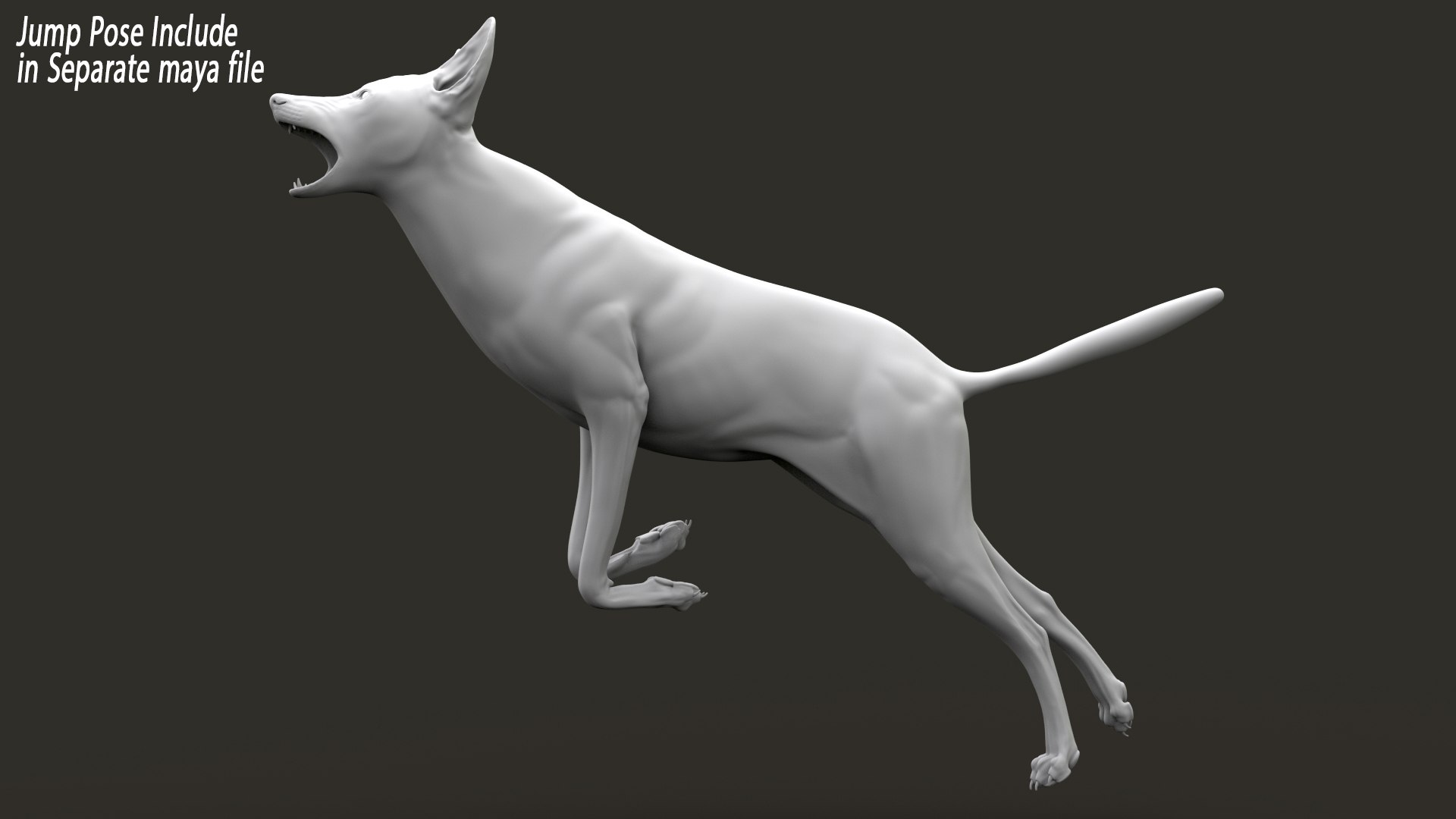 3D Model Black Backed Jackal FUR - TurboSquid 2030911