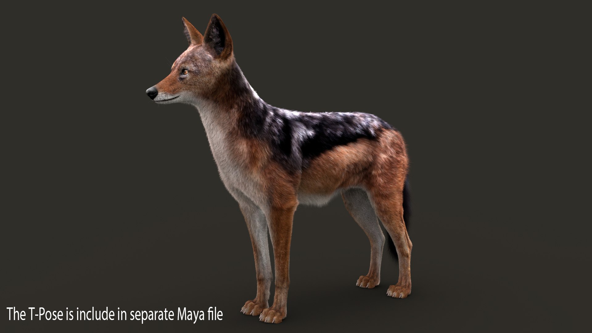3D Model Black Backed Jackal FUR - TurboSquid 2030911