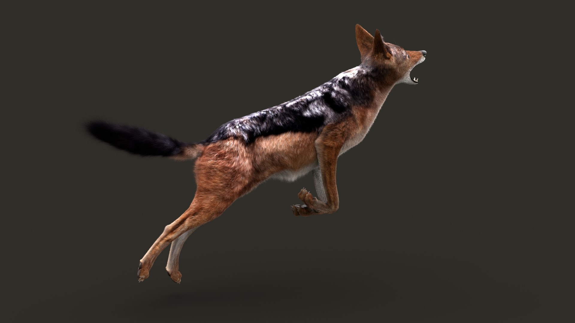 3D Model Black Backed Jackal FUR - TurboSquid 2030911
