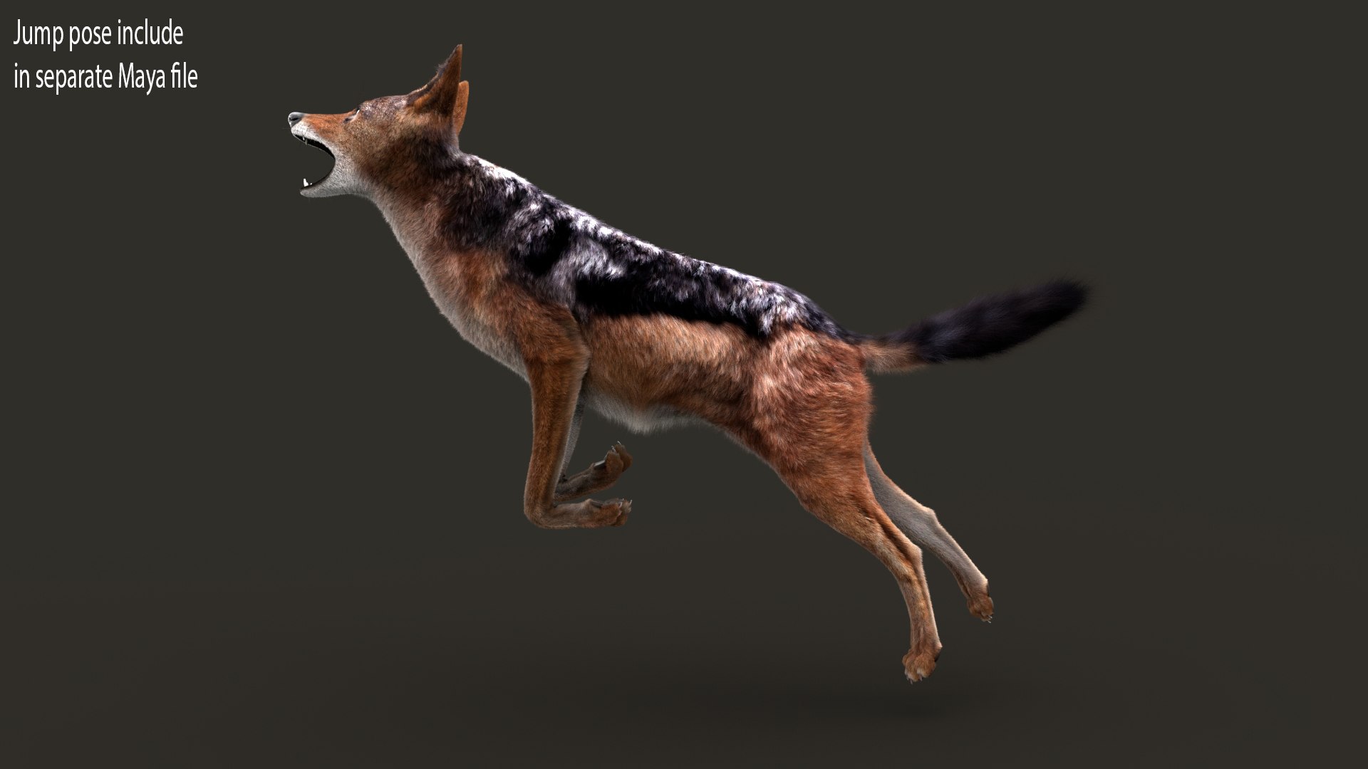 3D Model Black Backed Jackal FUR - TurboSquid 2030911