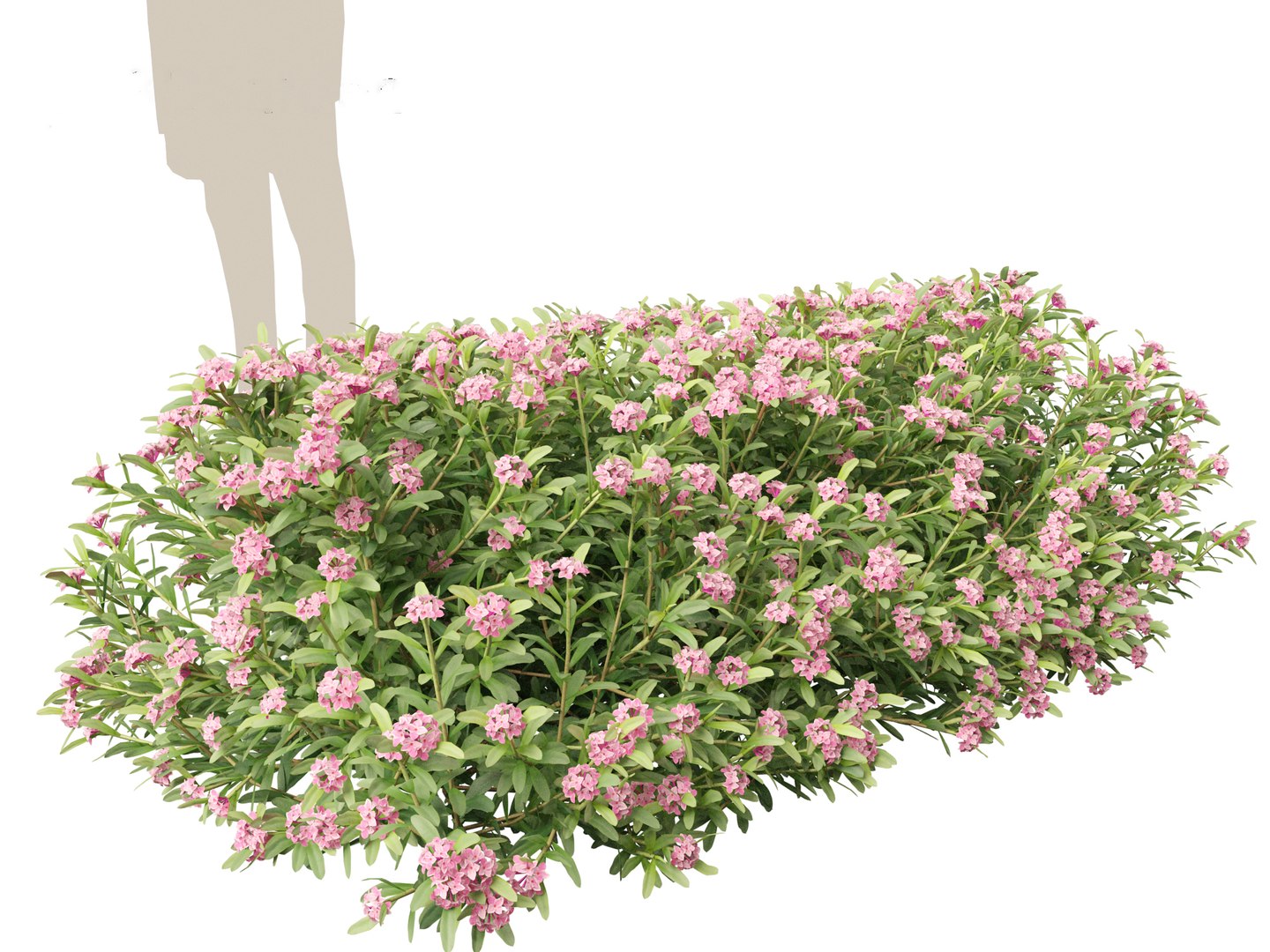 3D Daphne Spring Pink Eternal Fragrance - TurboSquid 2117986