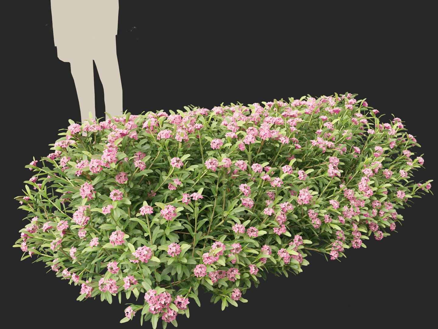 3D Daphne Spring Pink Eternal Fragrance - TurboSquid 2117986