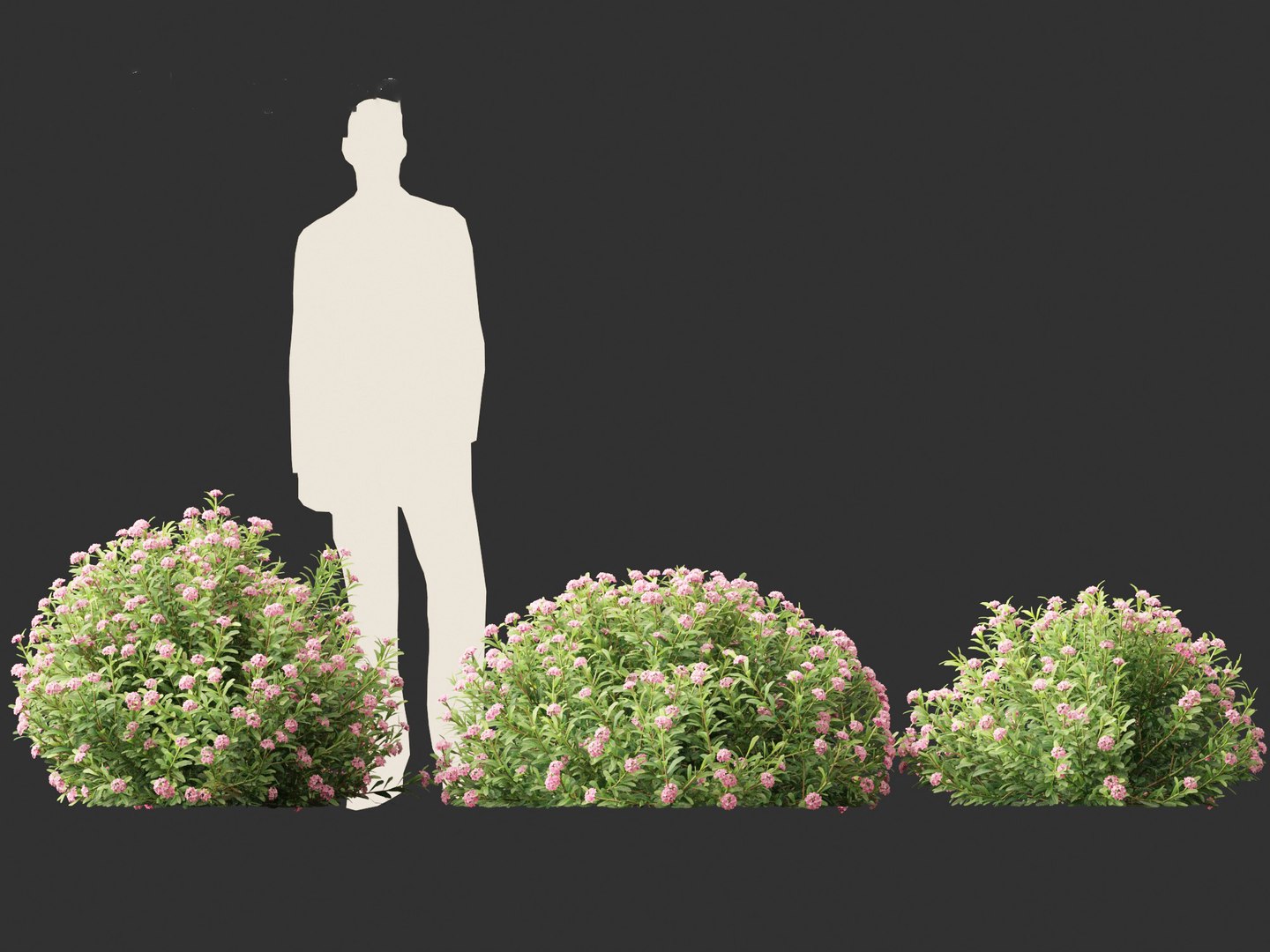 3D Daphne Spring Pink Eternal Fragrance - TurboSquid 2117986