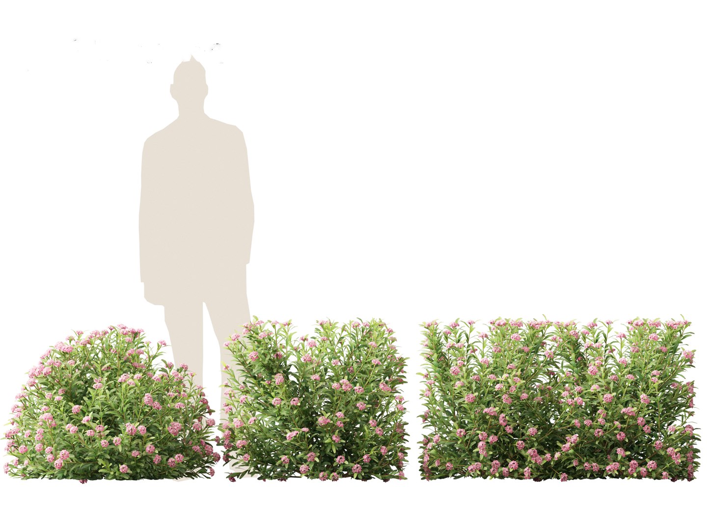 3D Daphne Spring Pink Eternal Fragrance - TurboSquid 2117986