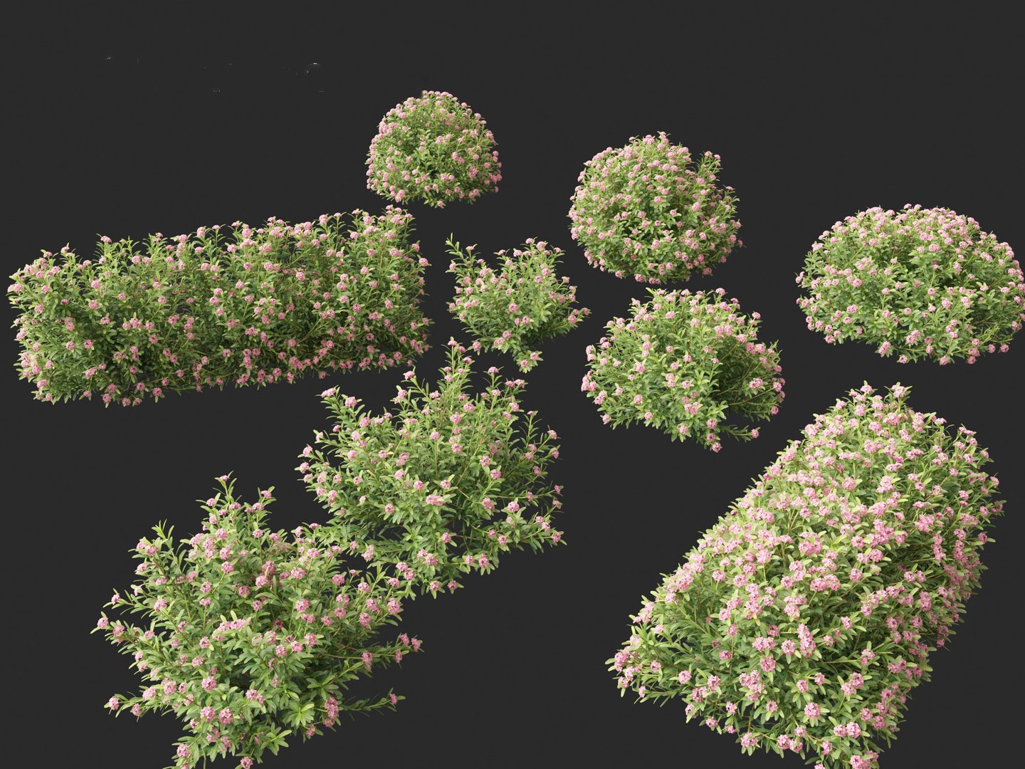3D Daphne Spring Pink Eternal Fragrance - TurboSquid 2117986