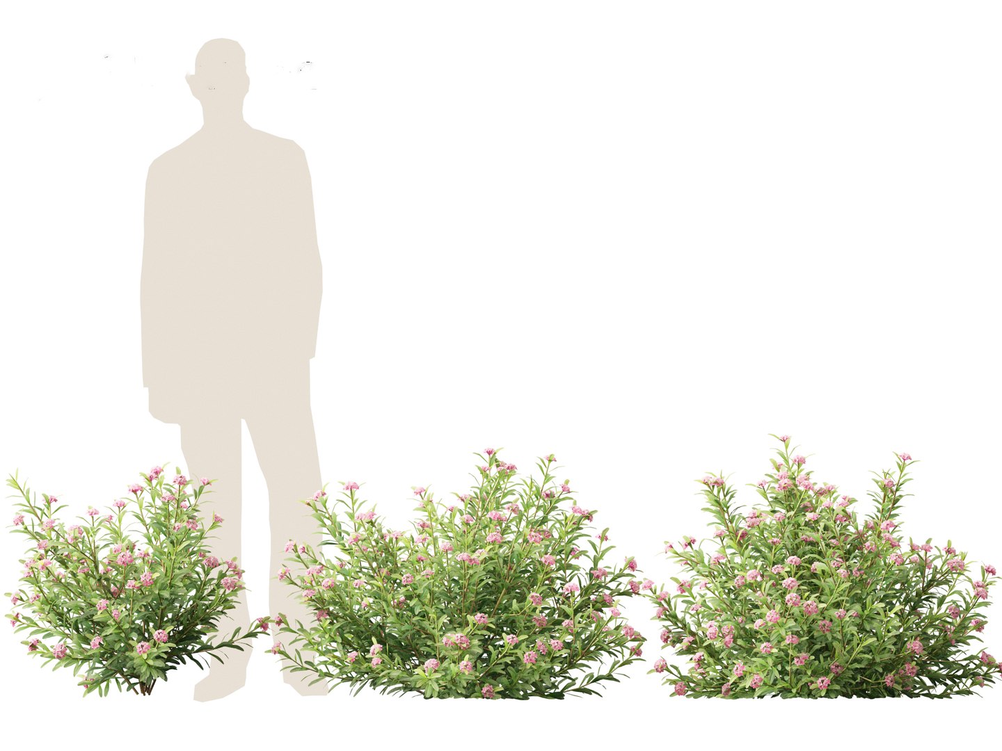 3D Daphne Spring Pink Eternal Fragrance - TurboSquid 2117986