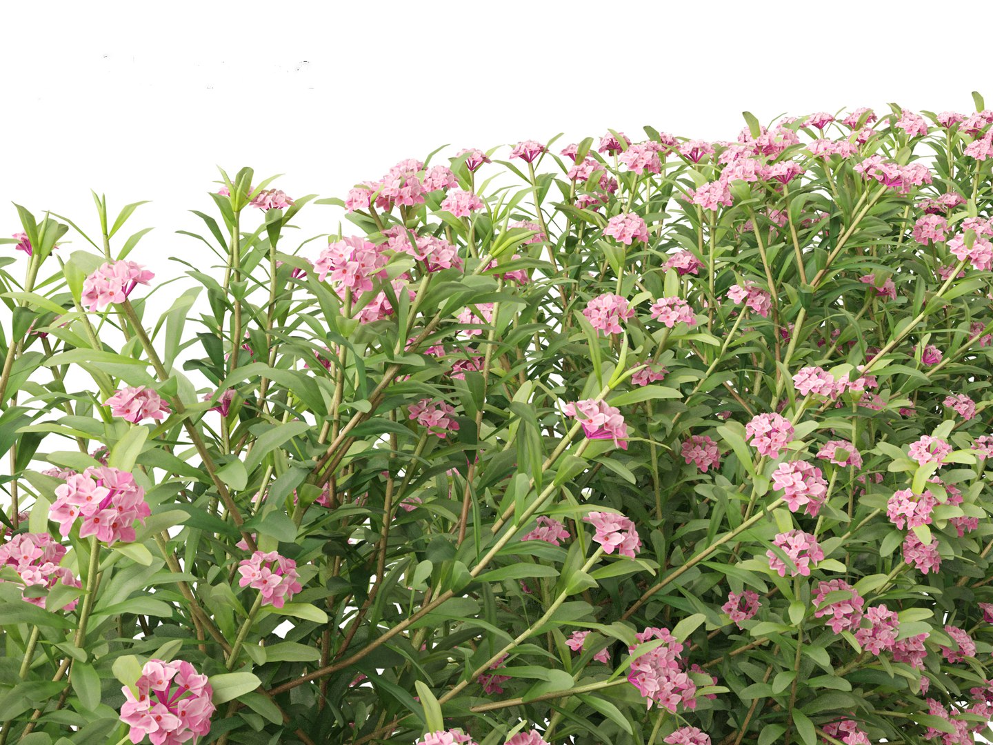 3D Daphne Spring Pink Eternal Fragrance - TurboSquid 2117986