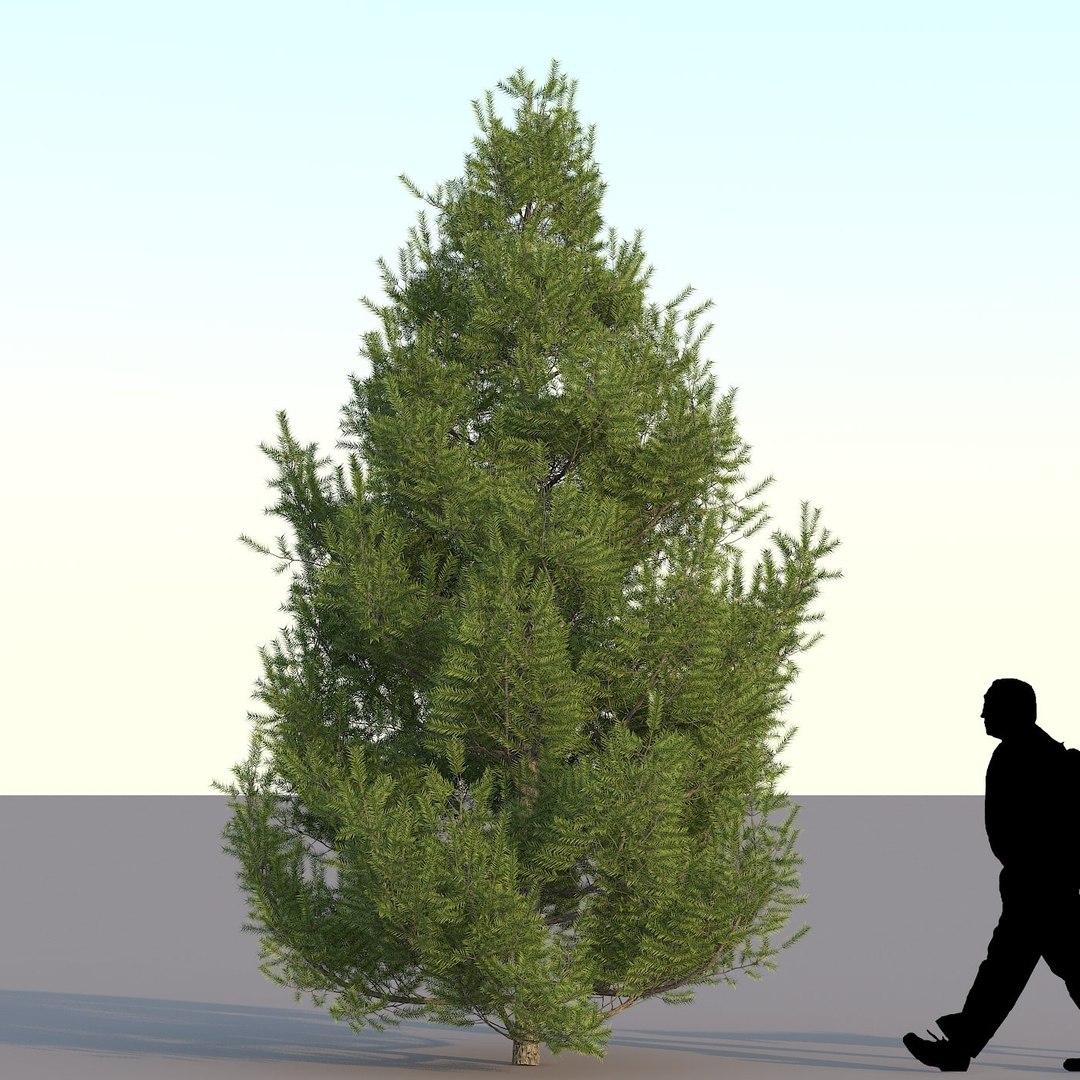 Spruce Tree 3d Max