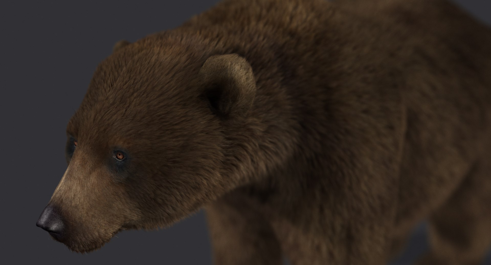 3d Model Of Bear Rigged 2 Fur