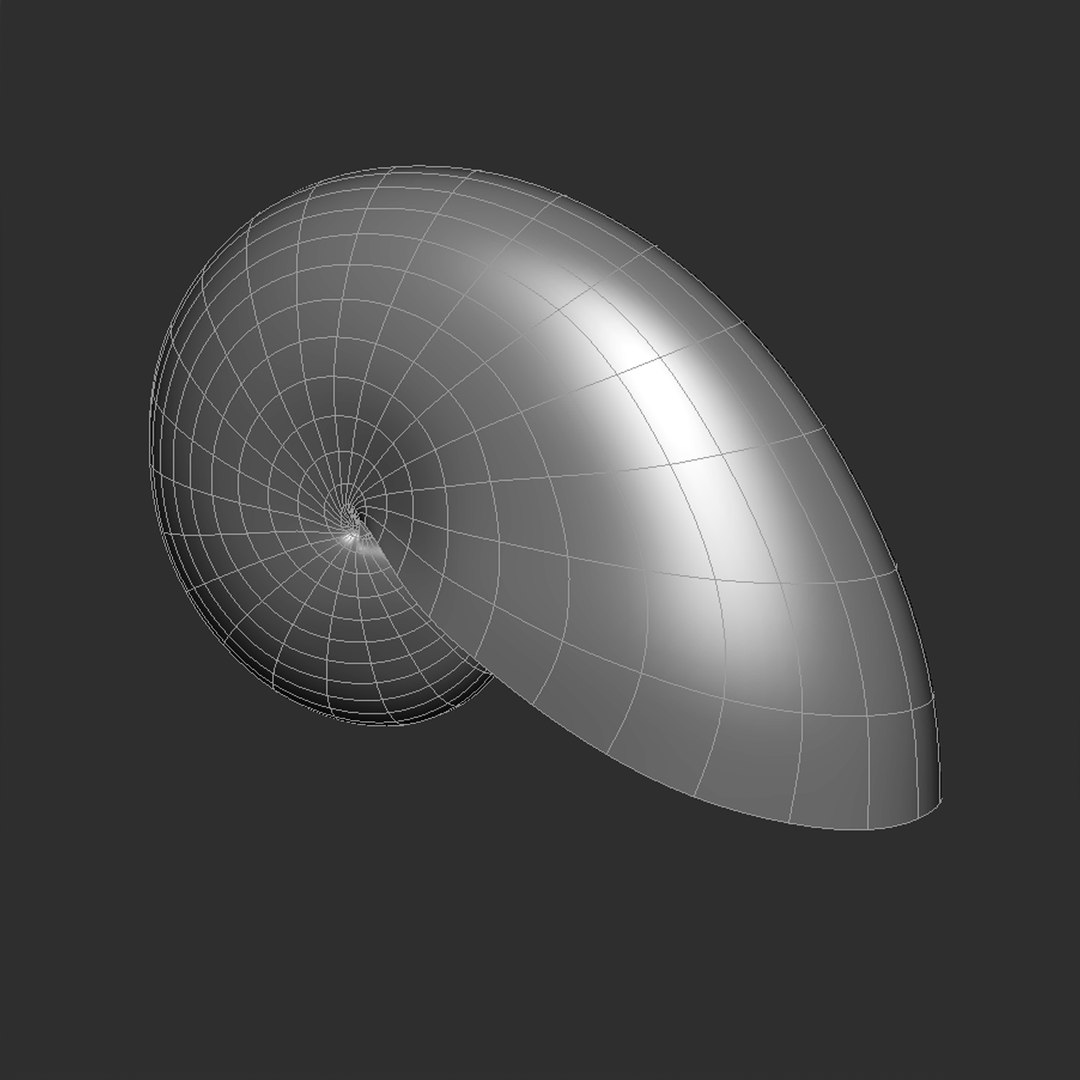 Nautilus Shell 3d Model