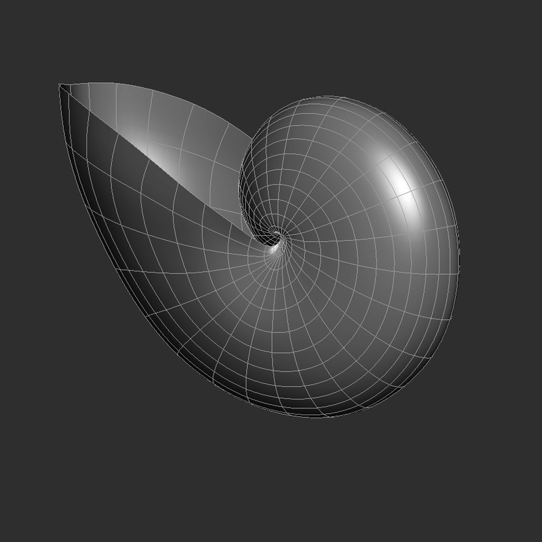 Nautilus Shell 3d Model