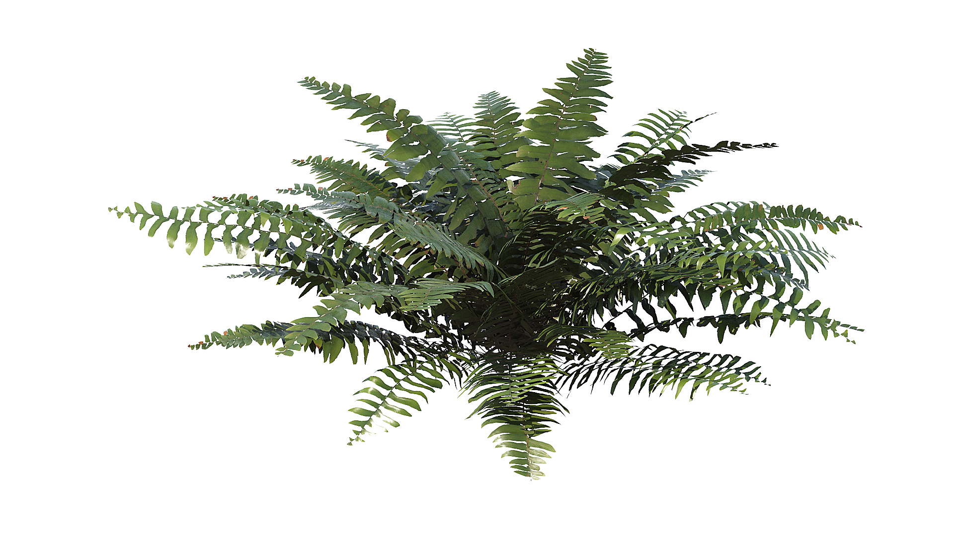 3D Model Sword Ferns 01-08 With LODs - TurboSquid 2416466