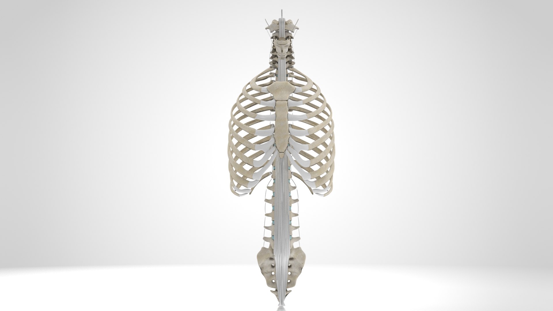 3D Human Trunk with Ligaments - TurboSquid 1815132