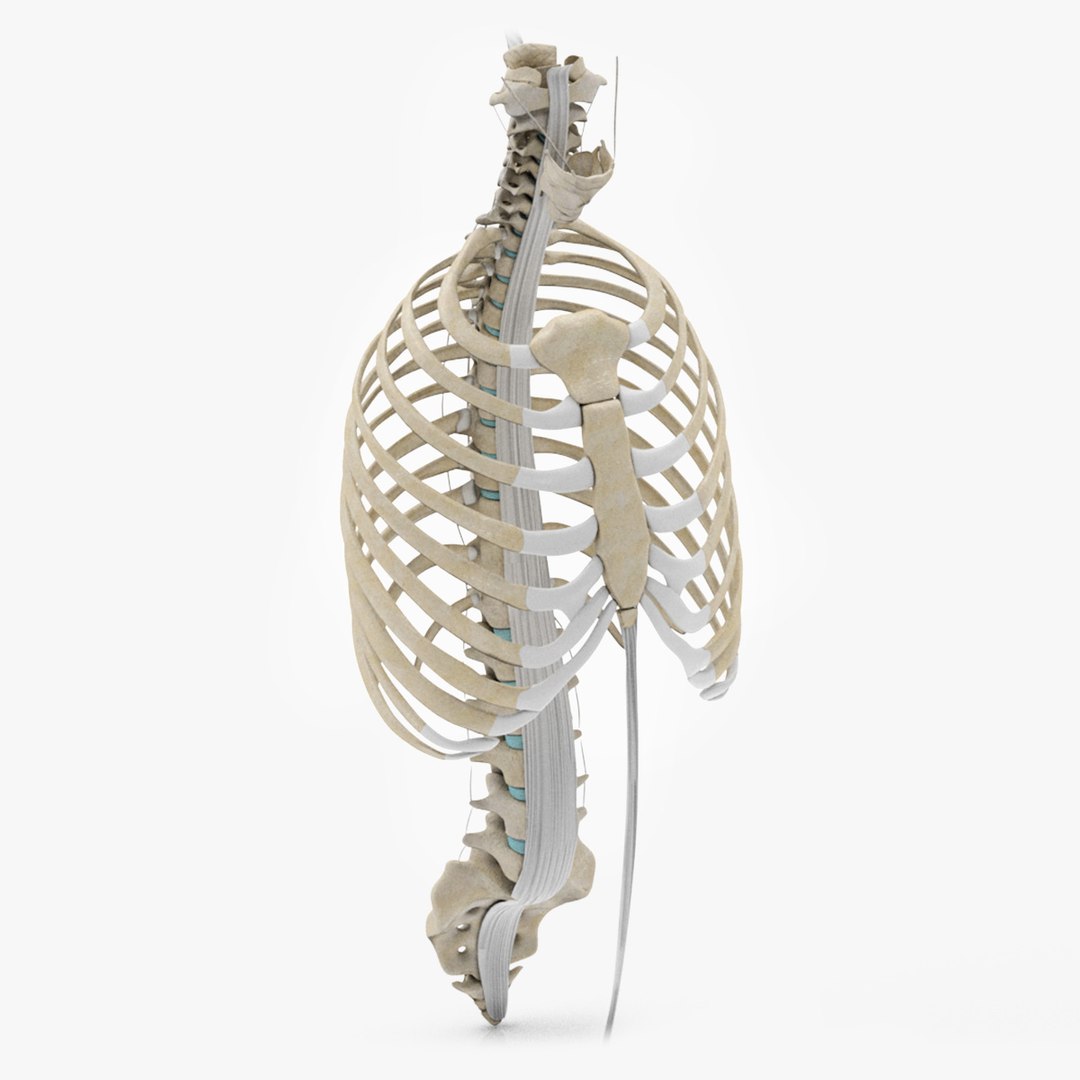 3D Human Trunk with Ligaments - TurboSquid 1815132