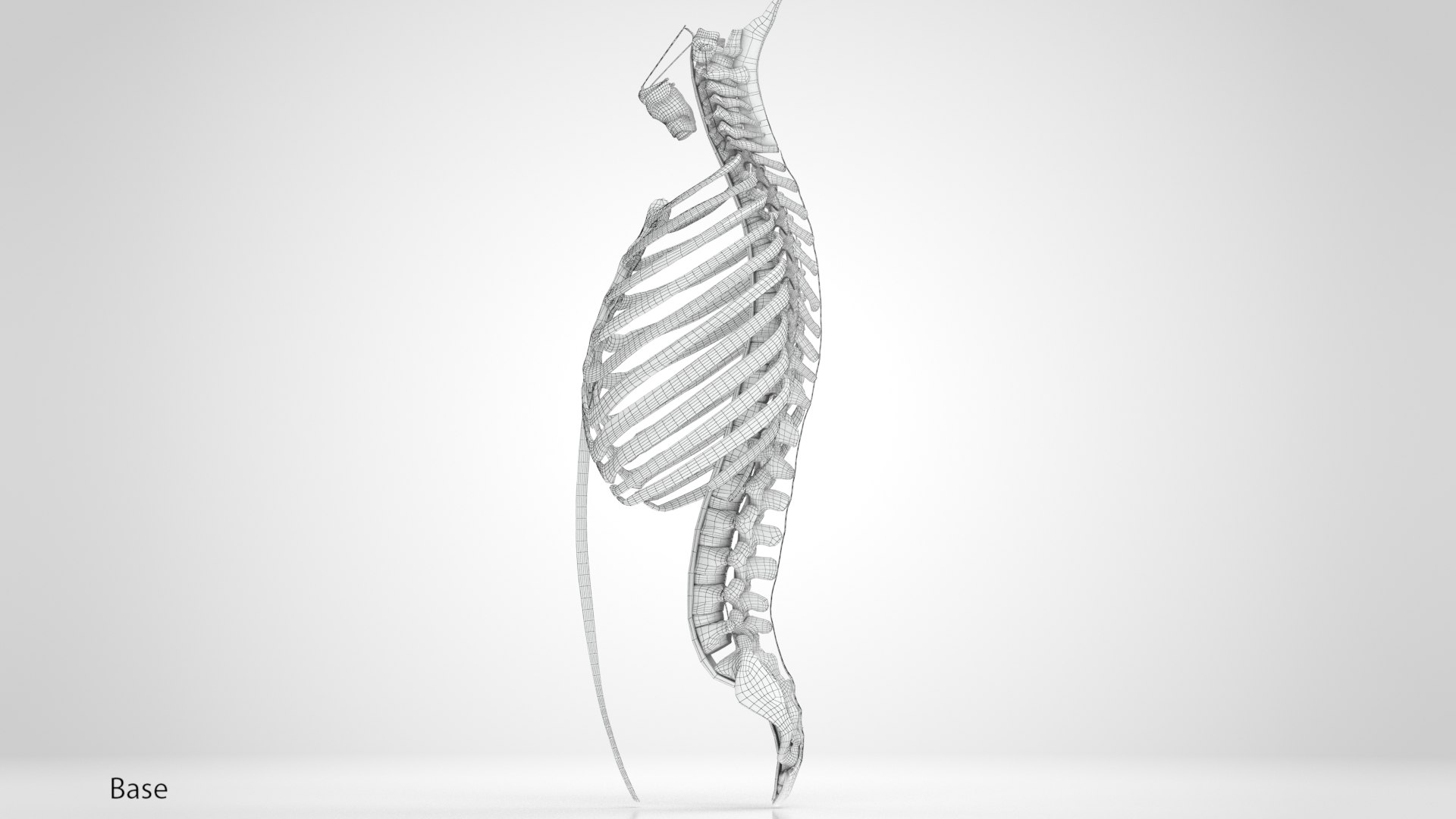 3D Human Trunk with Ligaments - TurboSquid 1815132