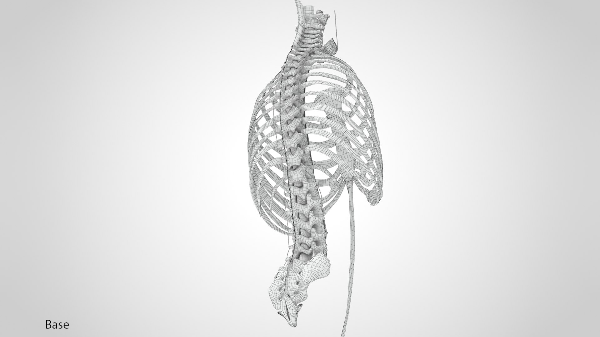 3D Human Trunk with Ligaments - TurboSquid 1815132