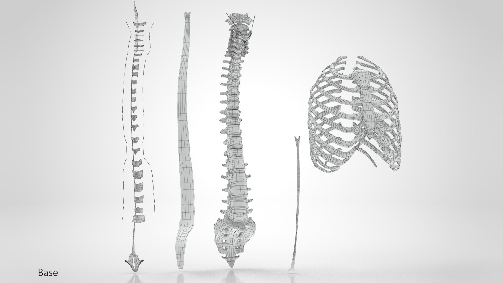 3D Human Trunk with Ligaments - TurboSquid 1815132
