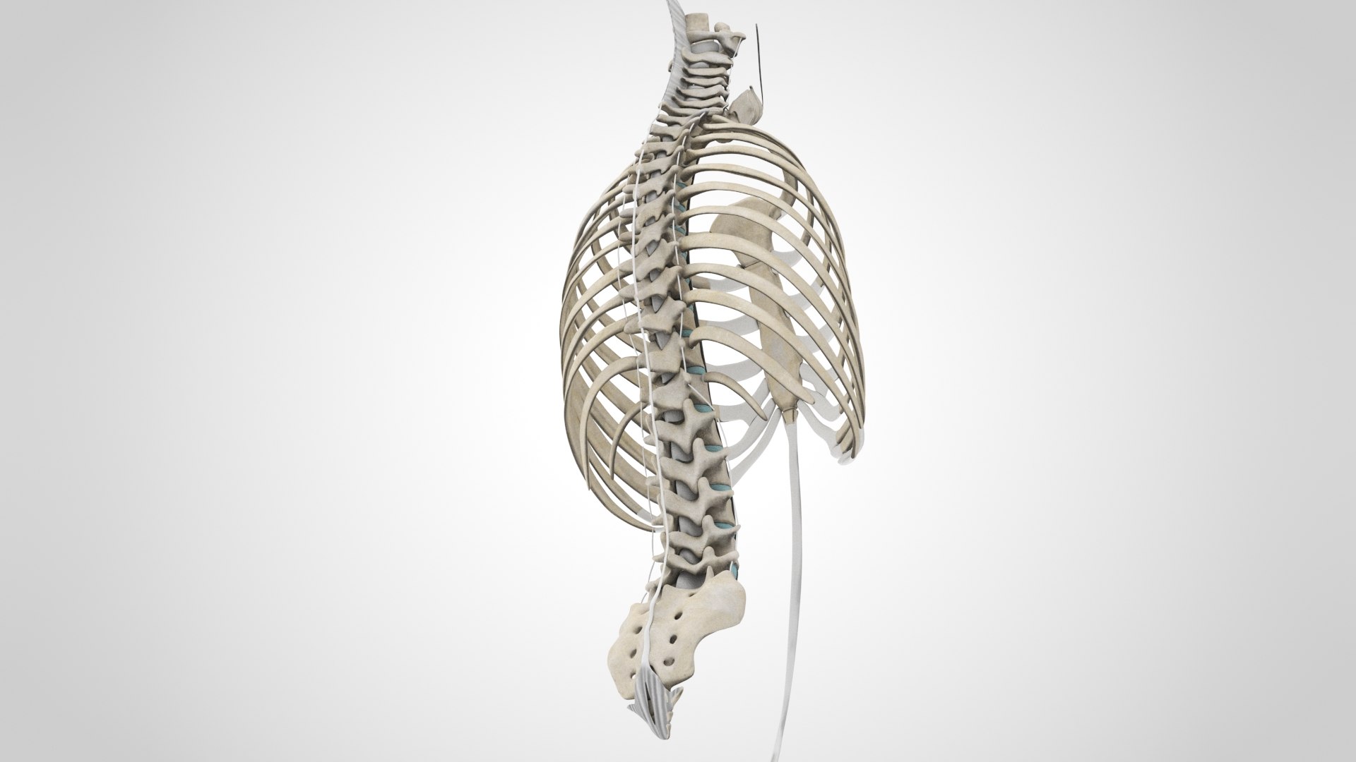 3D Human Trunk with Ligaments - TurboSquid 1815132