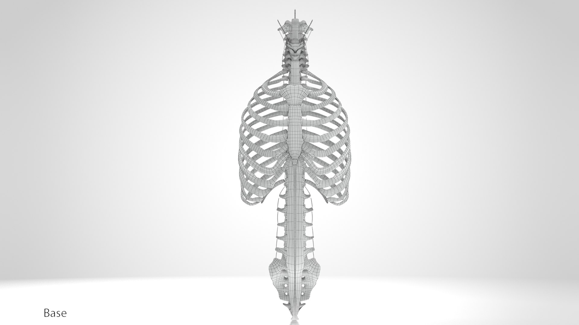 3D Human Trunk with Ligaments - TurboSquid 1815132