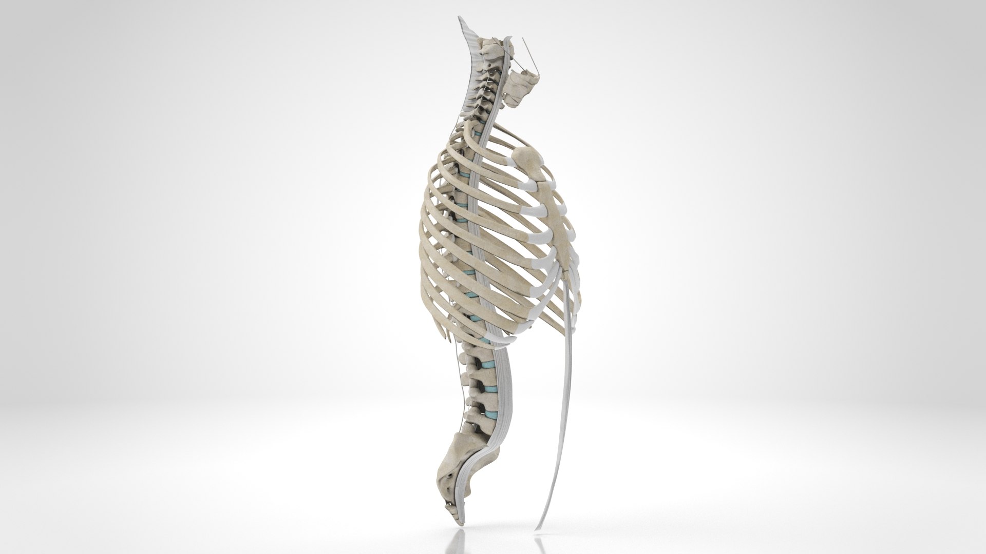 3D Human Trunk with Ligaments - TurboSquid 1815132