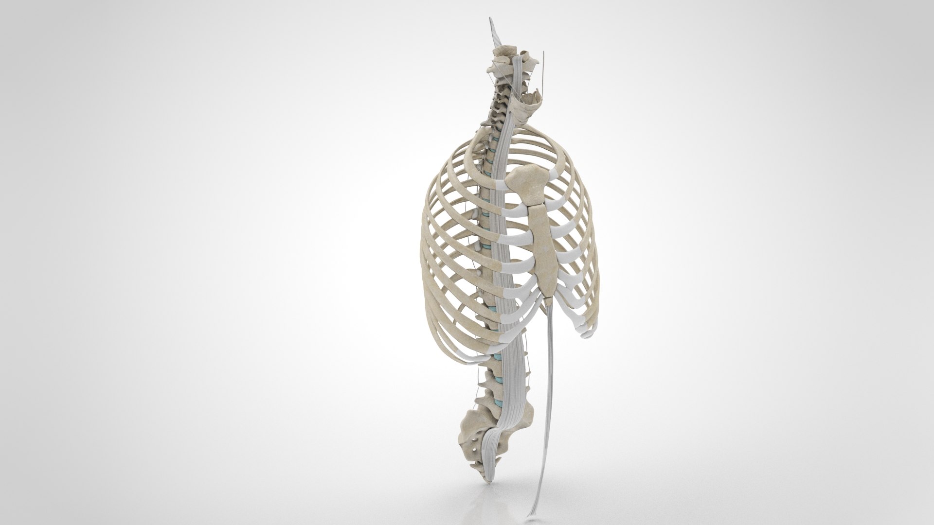 3D Human Trunk with Ligaments - TurboSquid 1815132