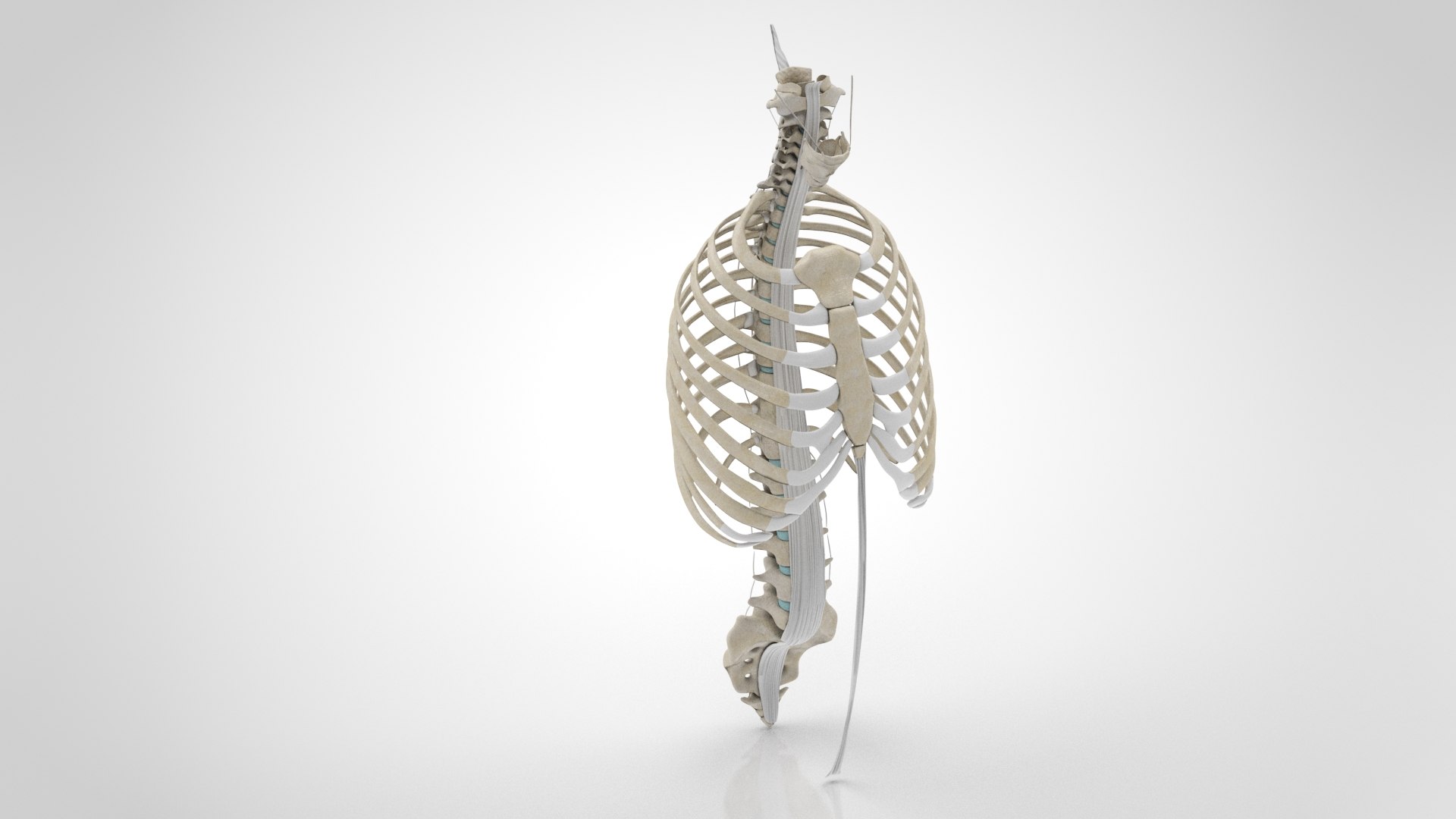 3D Human Trunk With Ligaments - TurboSquid 1815132