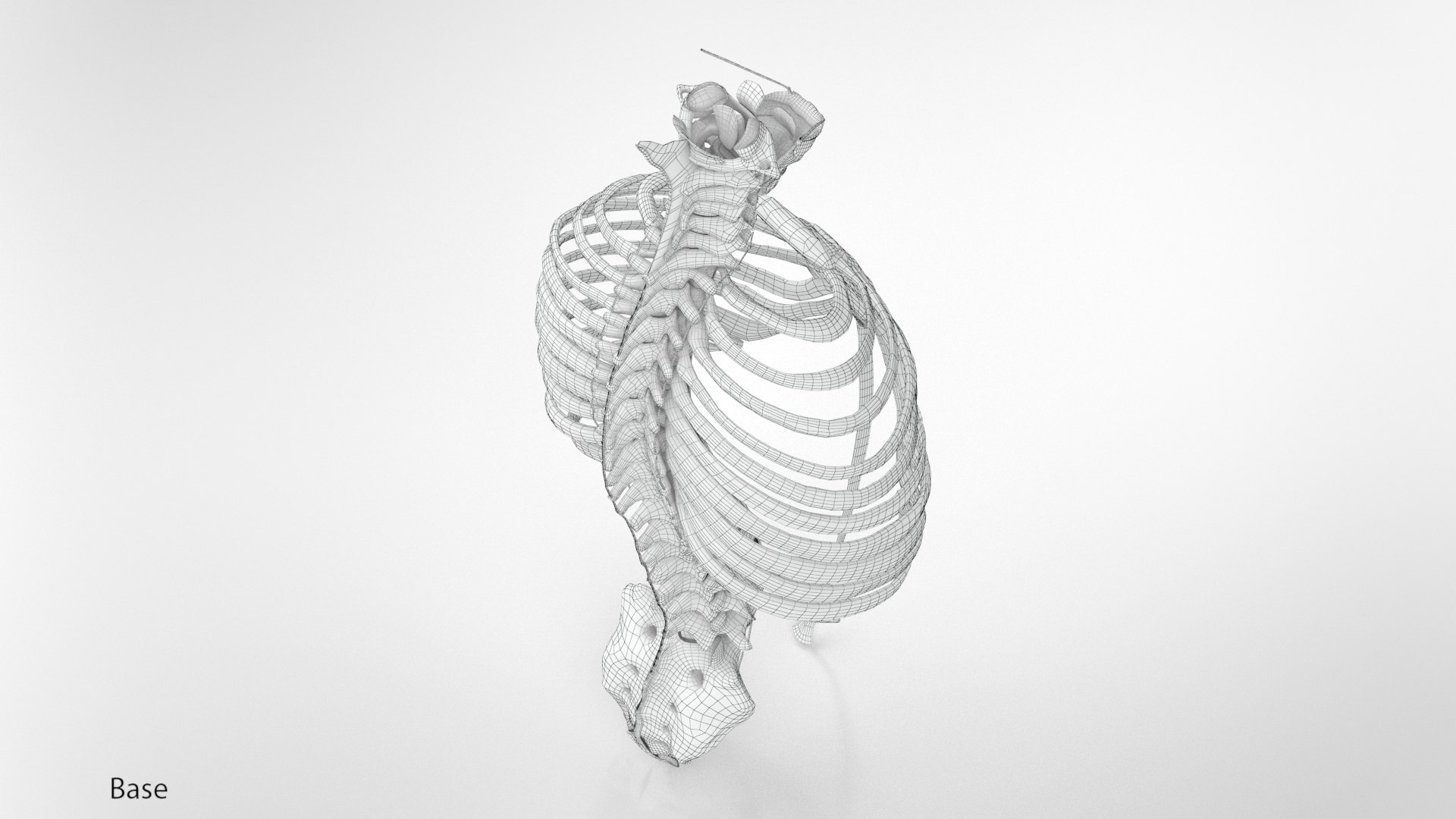 3D Human Trunk with Ligaments - TurboSquid 1815132