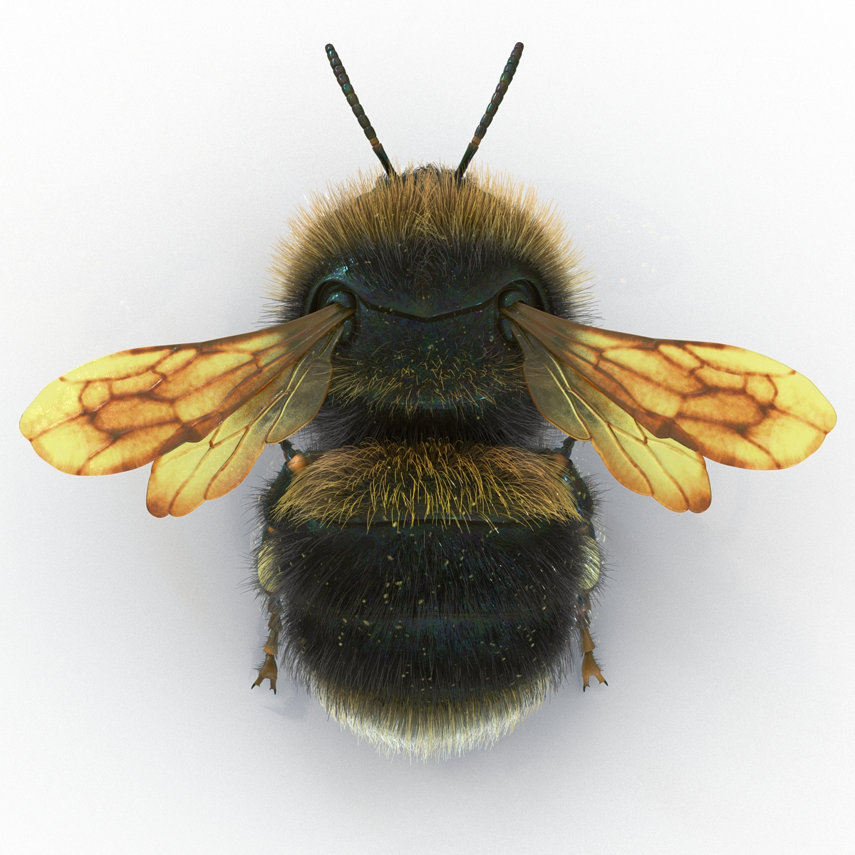 bumblebee bumble bee max