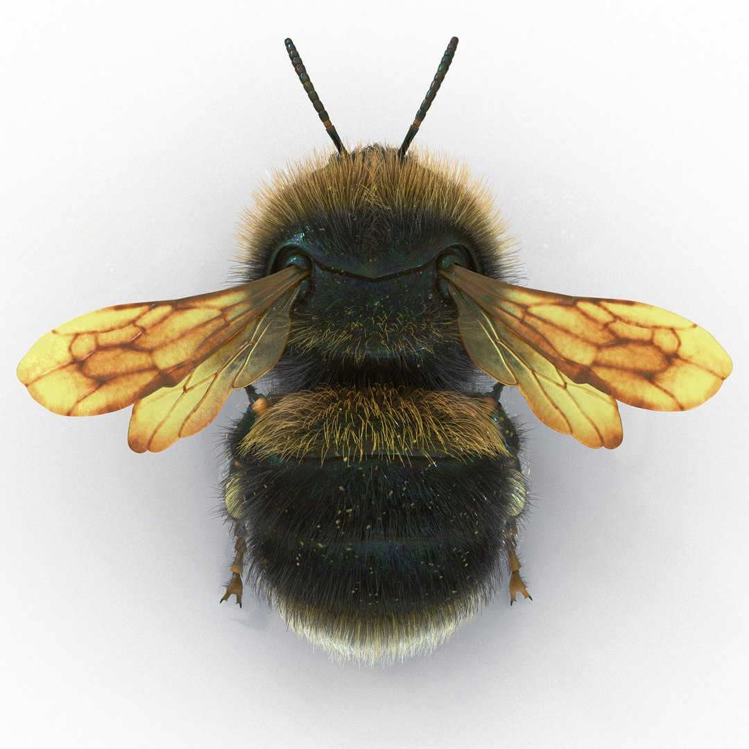 Bumblebee Bumble Bee Max