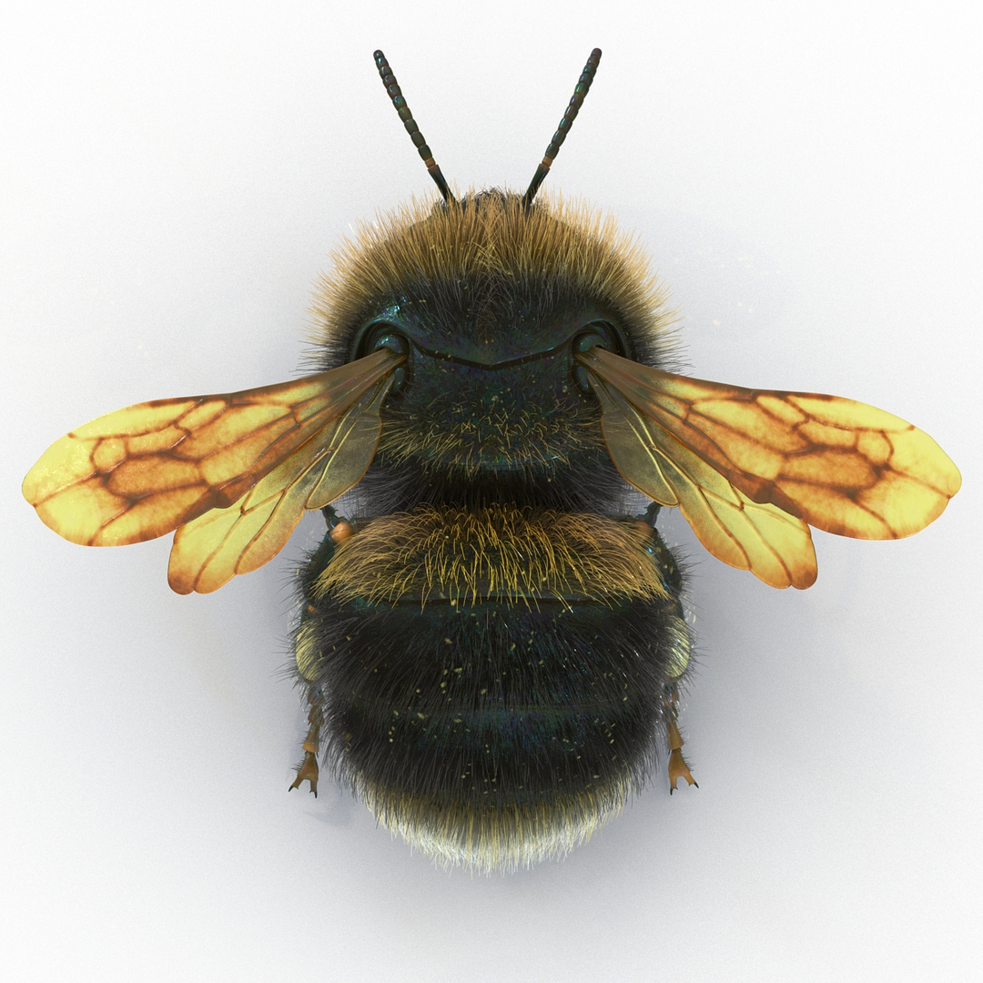 bumblebee bumble bee max